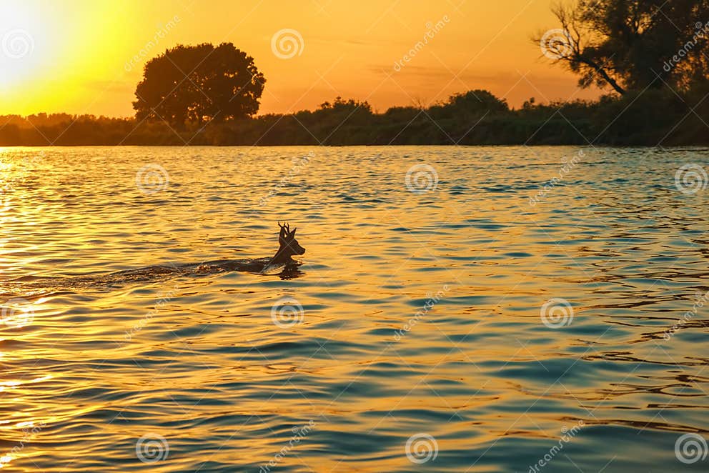 Silhouette of the Head of a Roe Deer Floating on the Lake Stock Image ...
