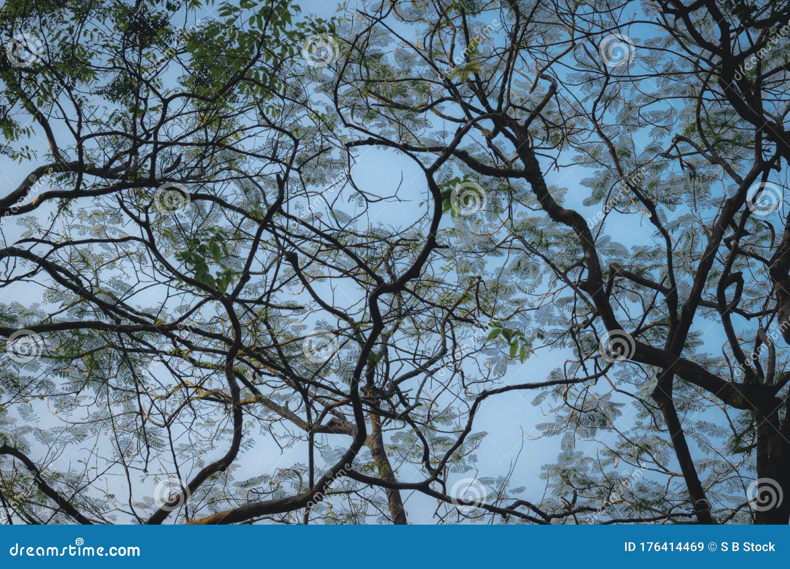 Silhouette High Up Tree Branches Backlit by Sunset Sunlight in Blue Sky ...