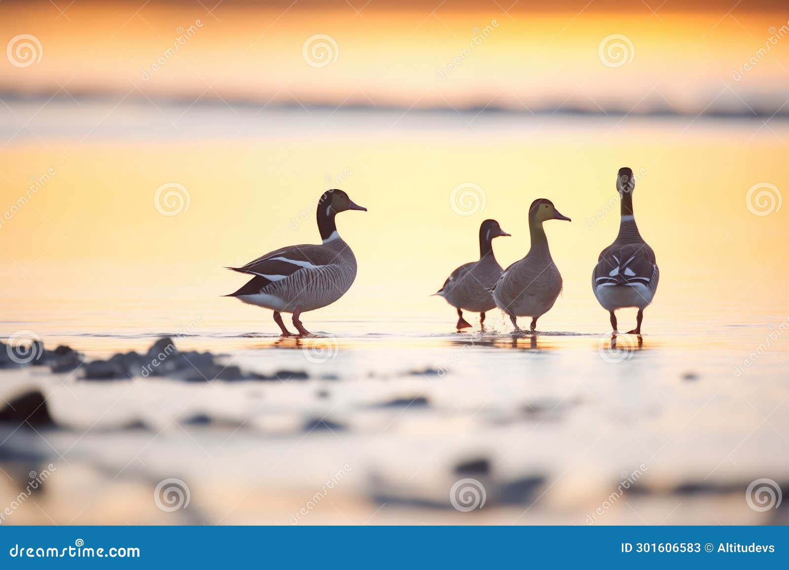 Silhouette of Honking Geese at Sunrise Stock Image - Image of dawn ...