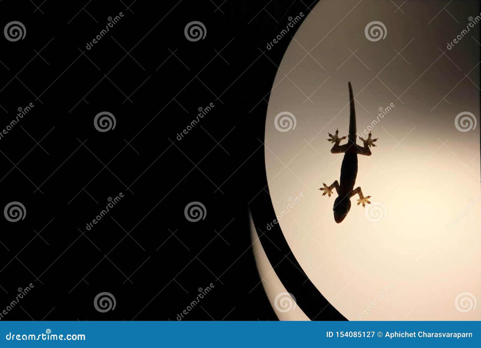 Silhouette House Gecko on Light Lamp Stock Image - Image of copy ...
