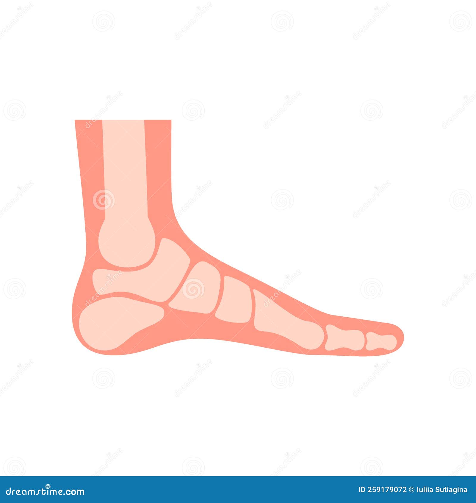 Silhouette Human Foot With Bones Orthopedic Leg Healthy Feet Foot Normal Flat Foot