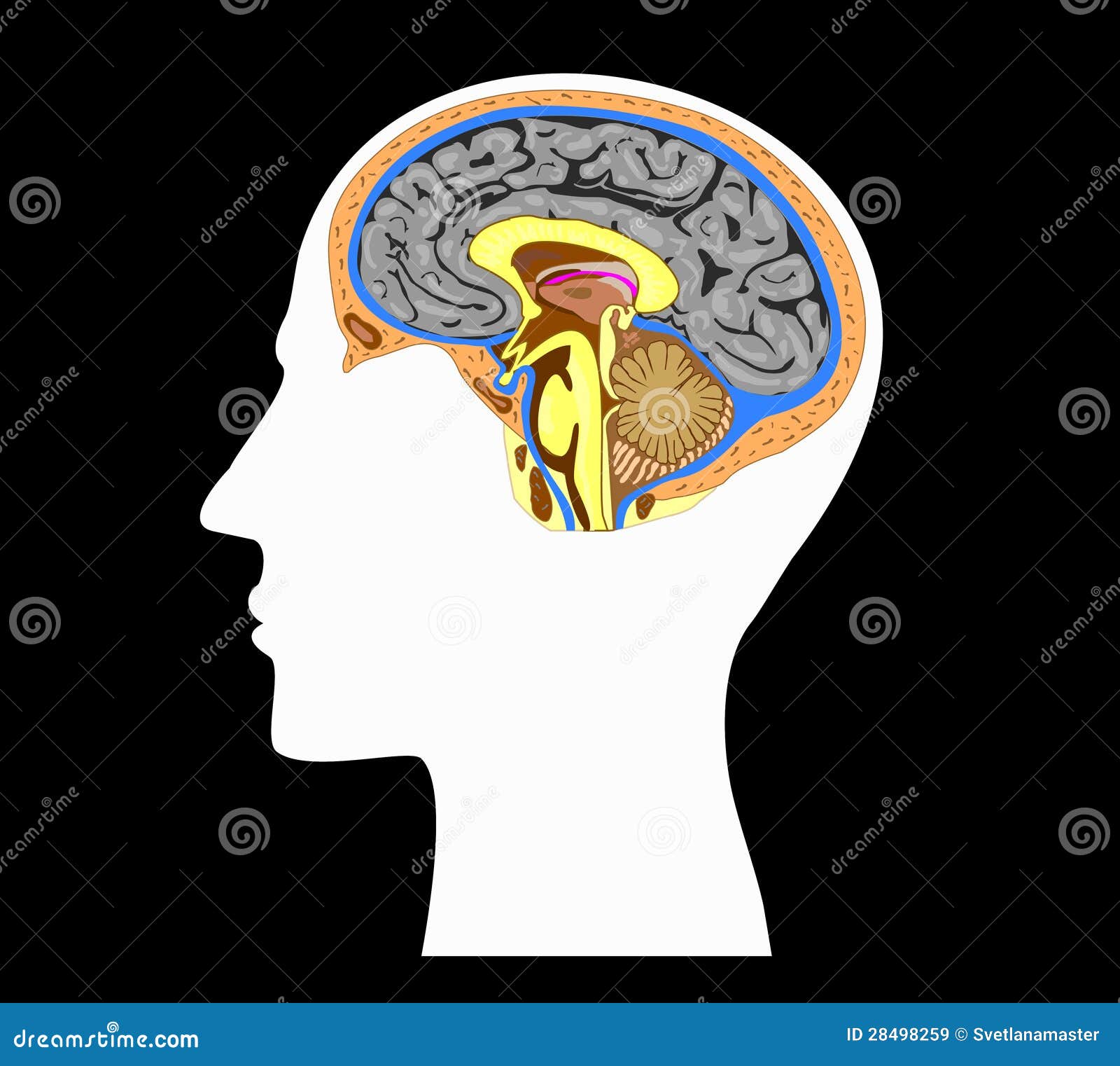 Silhouette of Human Head with Brain Anatomy Inside Stock Vector ...