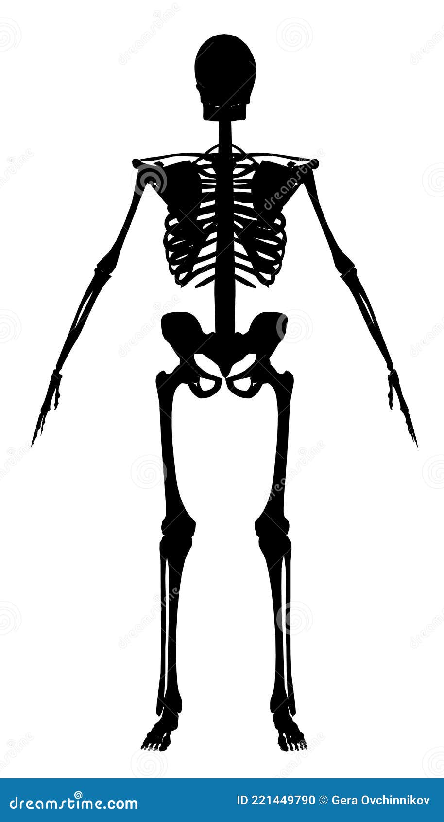 Silhouette of a Human Skeleton on a White Background. Front View Stock ...