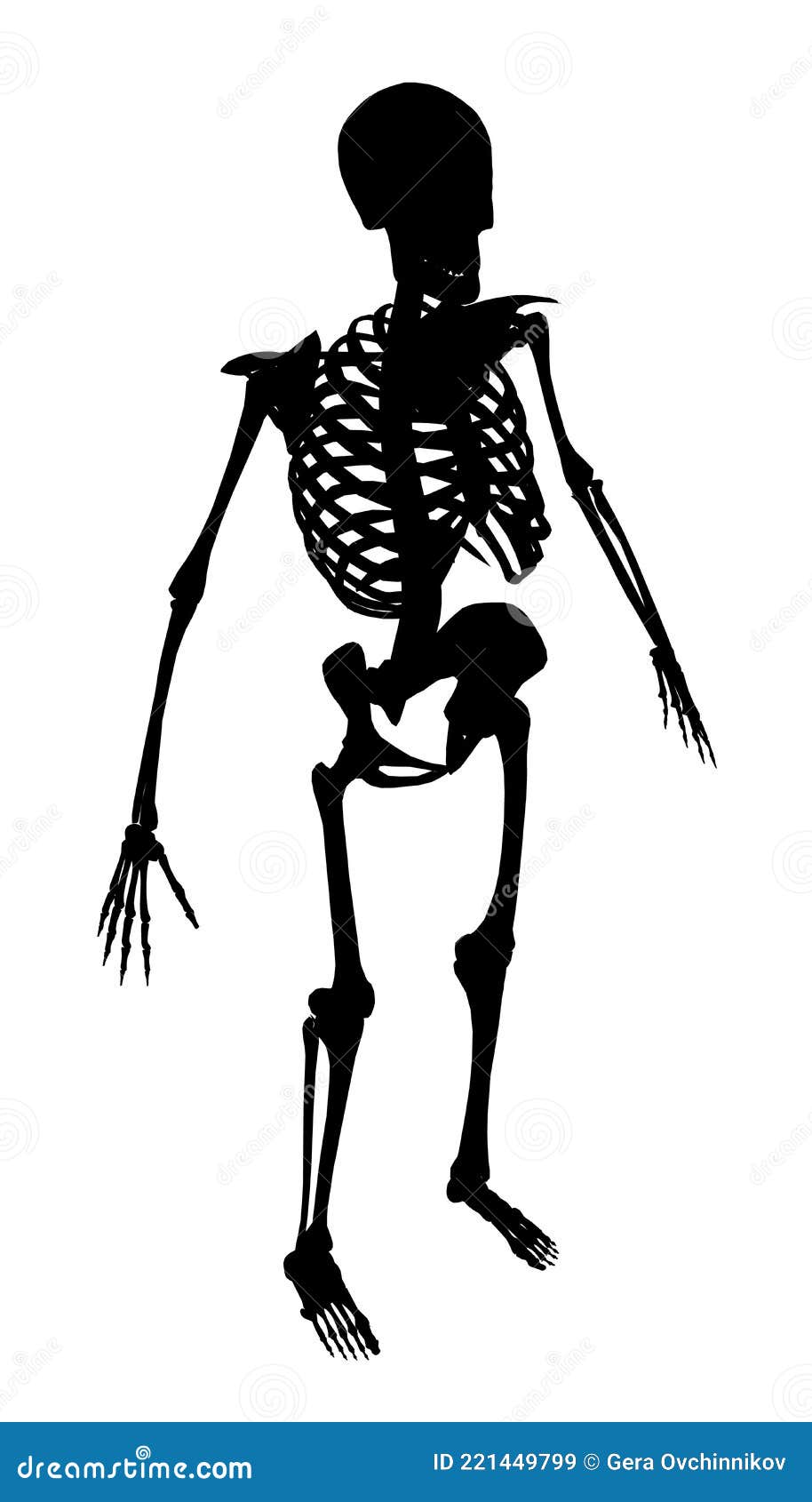 Silhouette of a Human Skeleton on a White Background. Isometric View ...