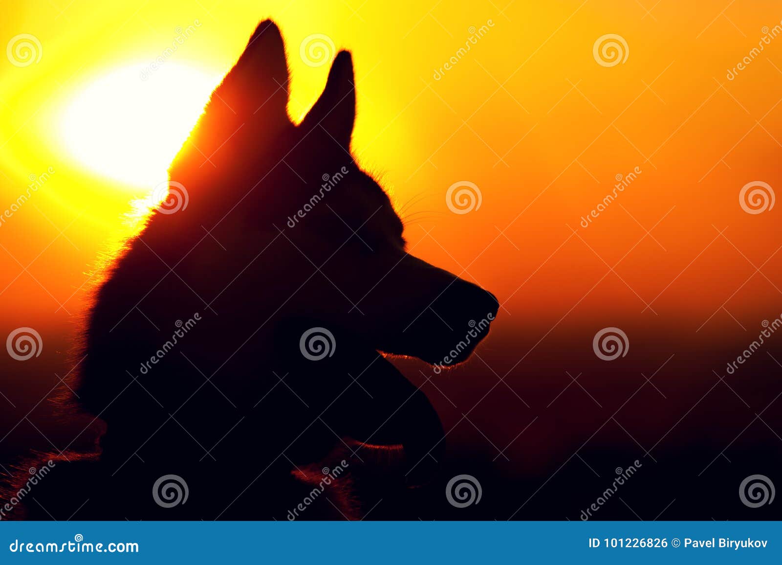 Silhouette of Husky Dog at Sunset Time Outdoors Stock Photo - Image of ...