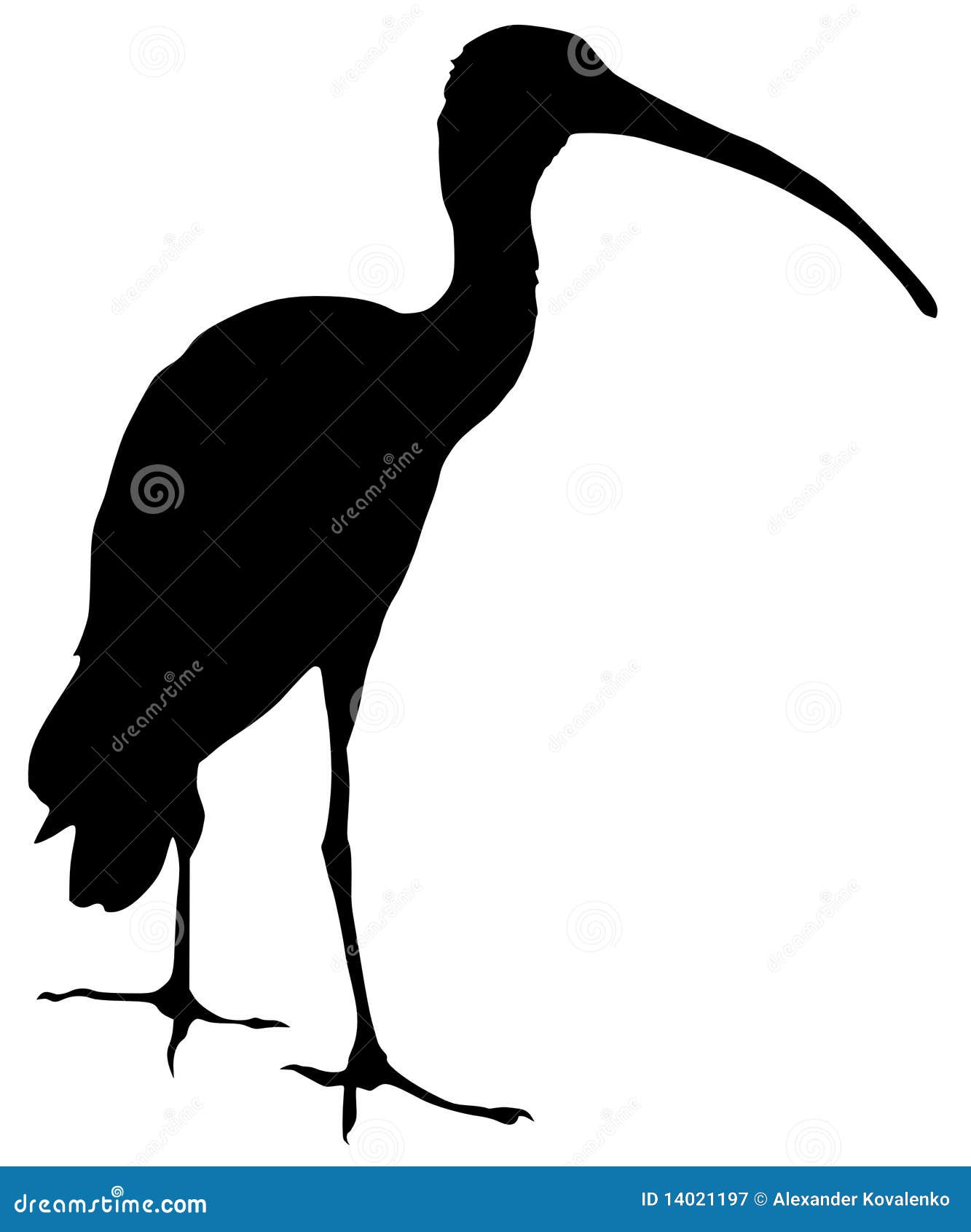 Flying Ibis Bird Threskiornithidae On A Side View Silhouette Found In ...