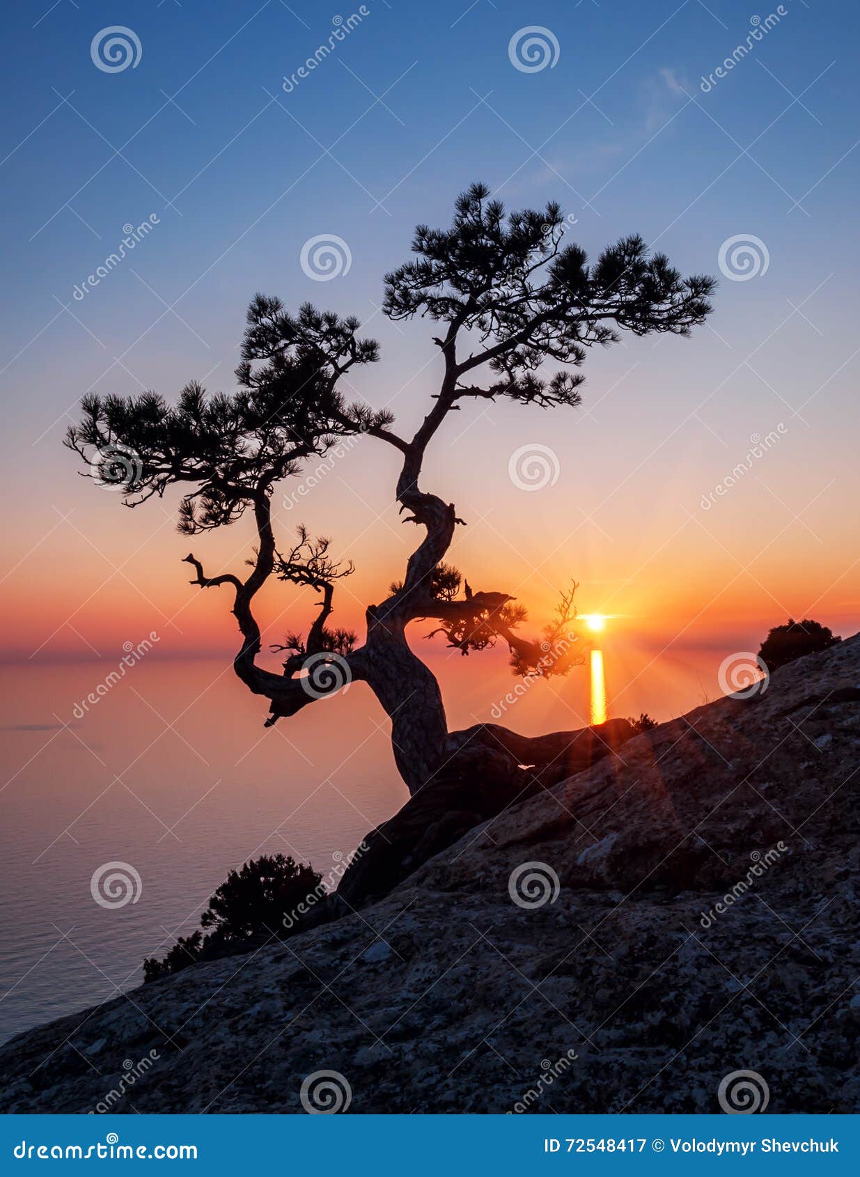Silhouette of juniper tree stock image. Image of light - 72548417