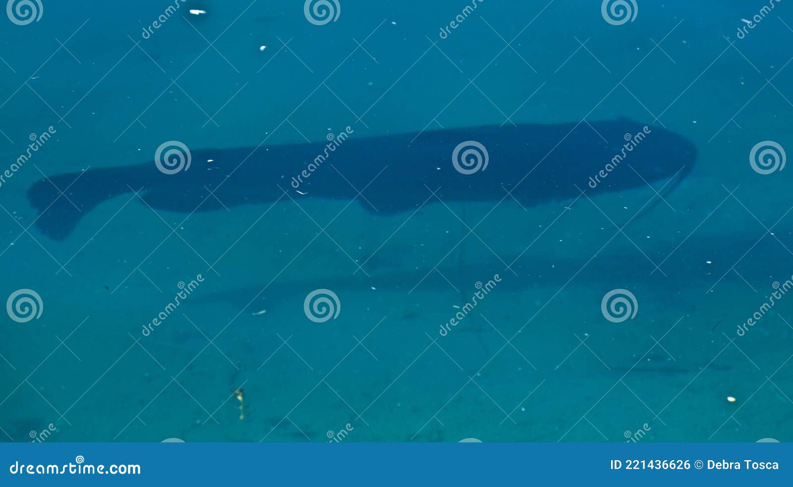 Underwater fish swimming stock photo. Image of shadow - 221436626