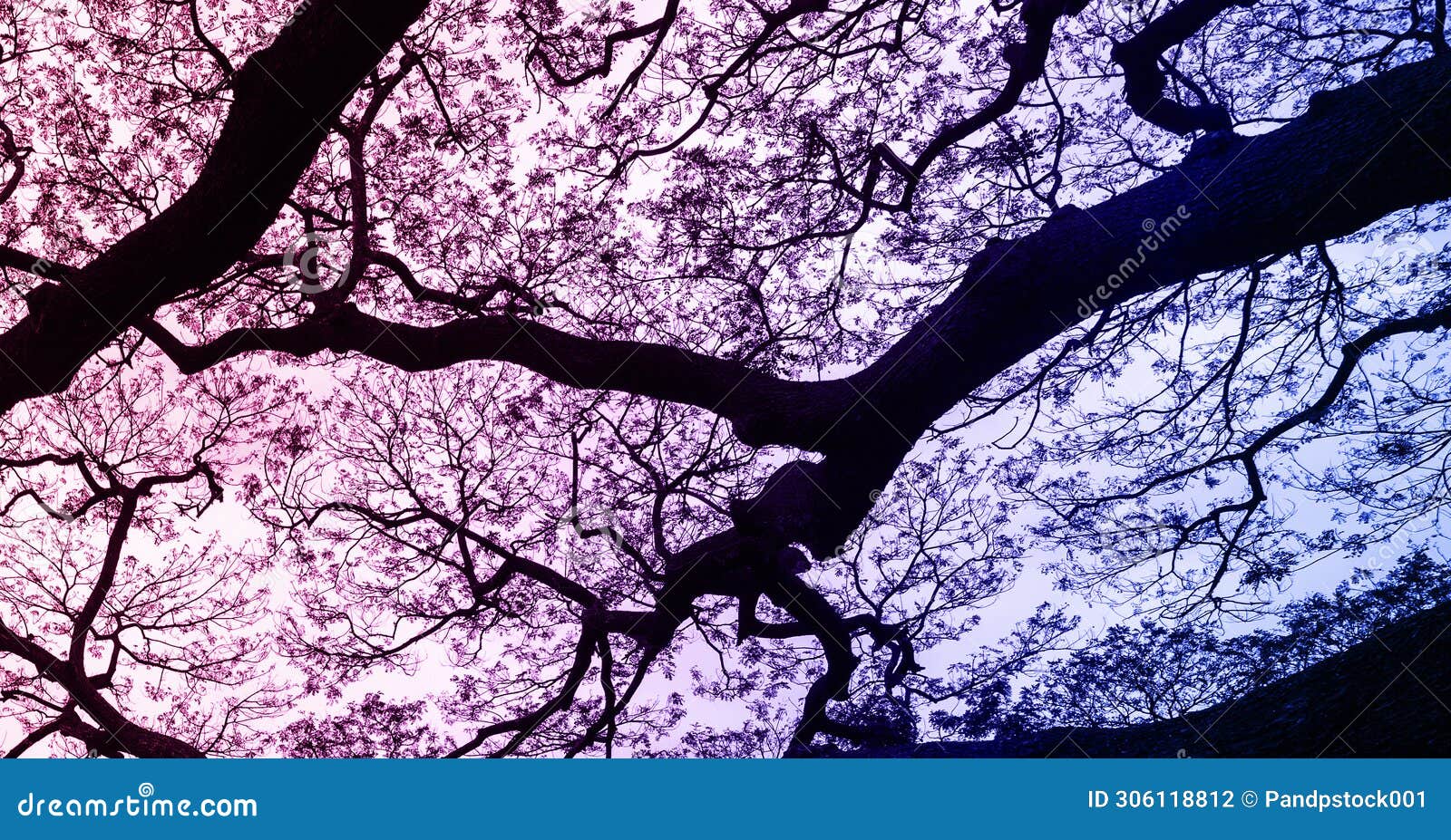 Silhouette of a Large Tree Spreading Its Branches Spread Out Everywhere ...