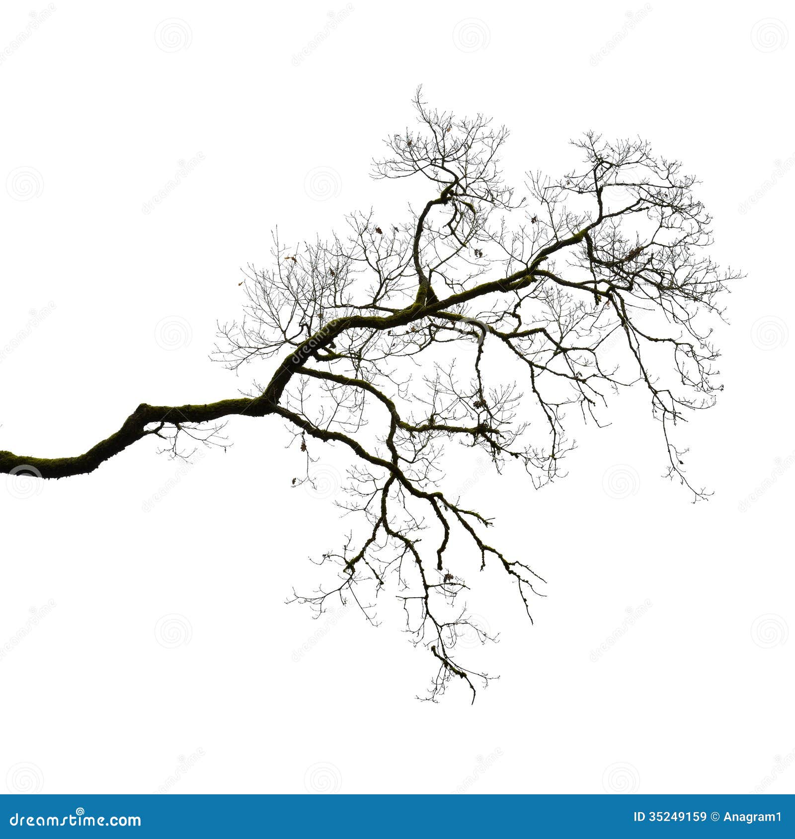 Silhouette of a Leafless Branch Stock Image - Image of silhouette ...