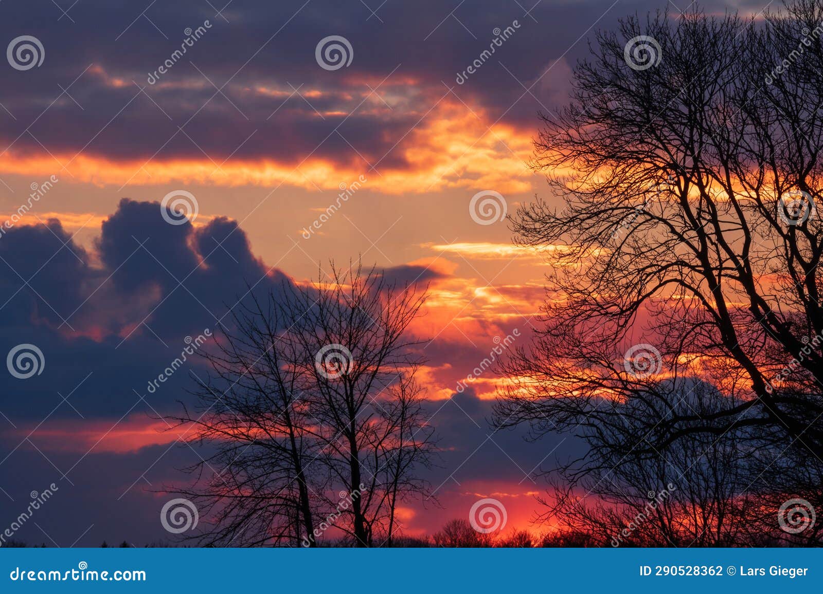 Silhouette of Leafless Oak Branches, Tree Funeral, Forest Cemetery ...