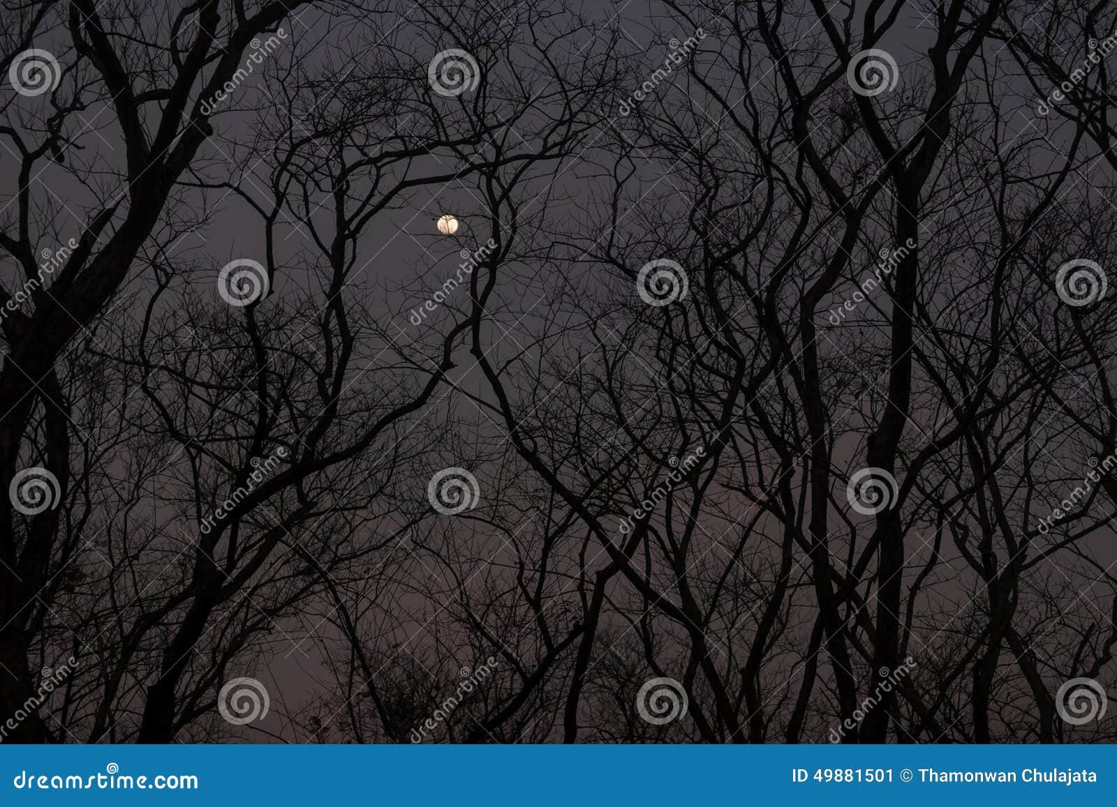 The Silhouette of a Leafless Treeline Stock Image - Image of mysterious ...