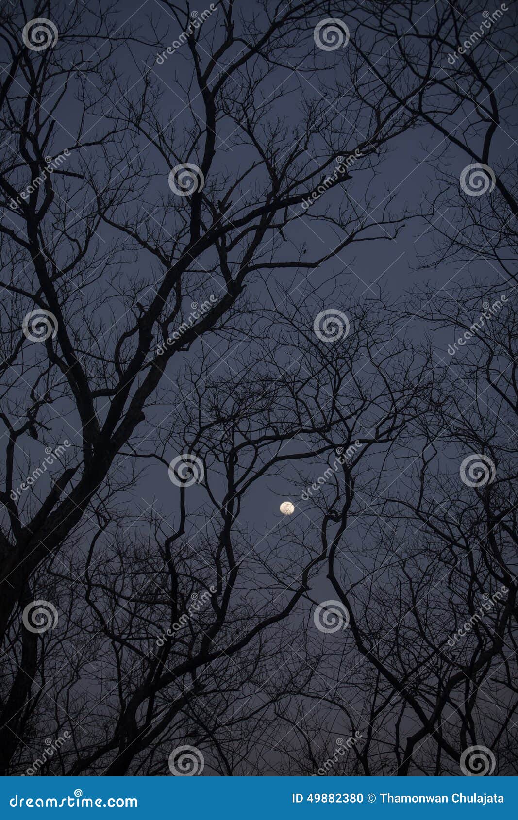 The Silhouette of a Leafless Treeline Stock Photo - Image of mysterious ...