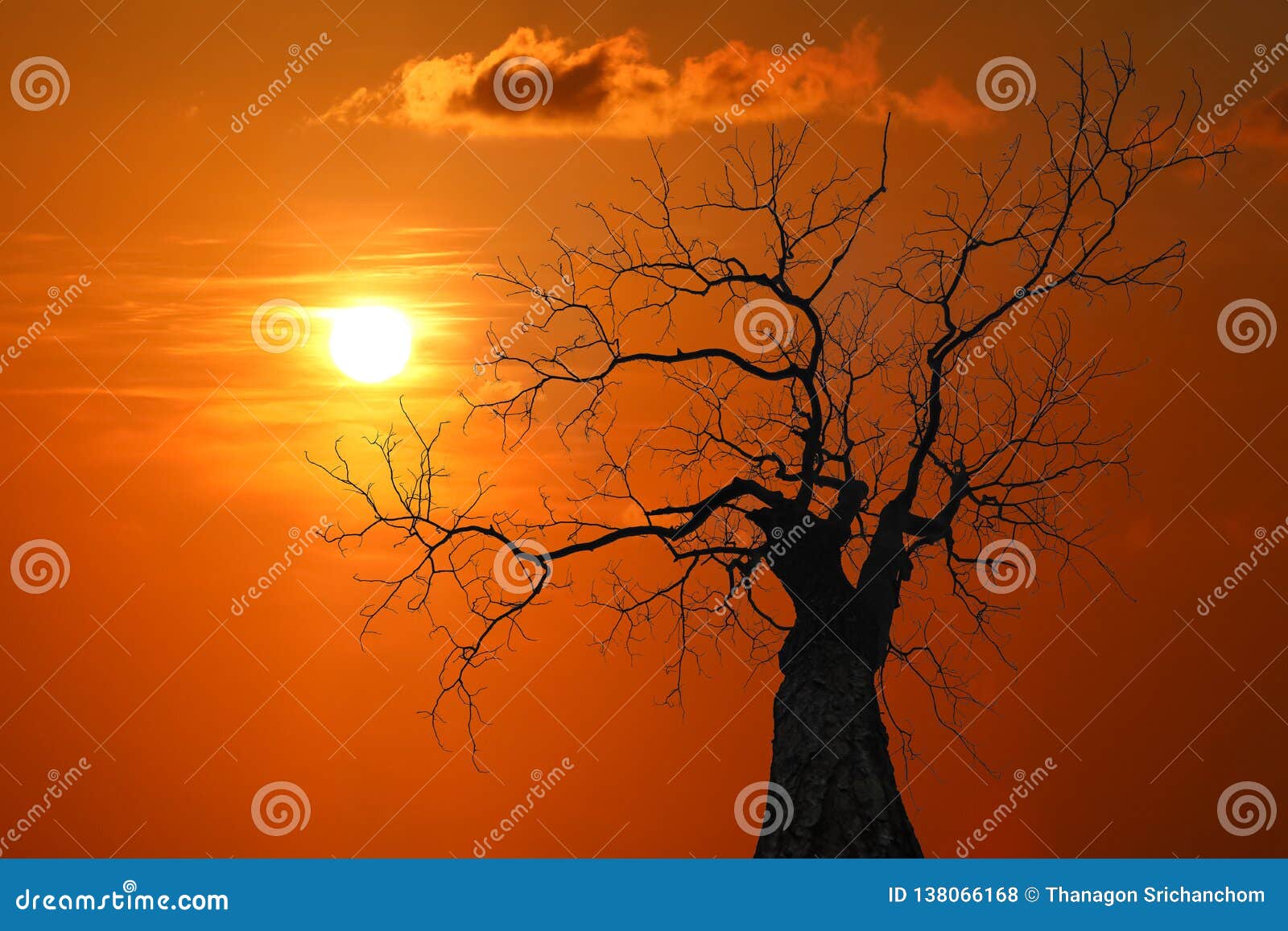 Silhouette of Leave less Tree at Red Sky Sunset Stock Photo - Image of ...