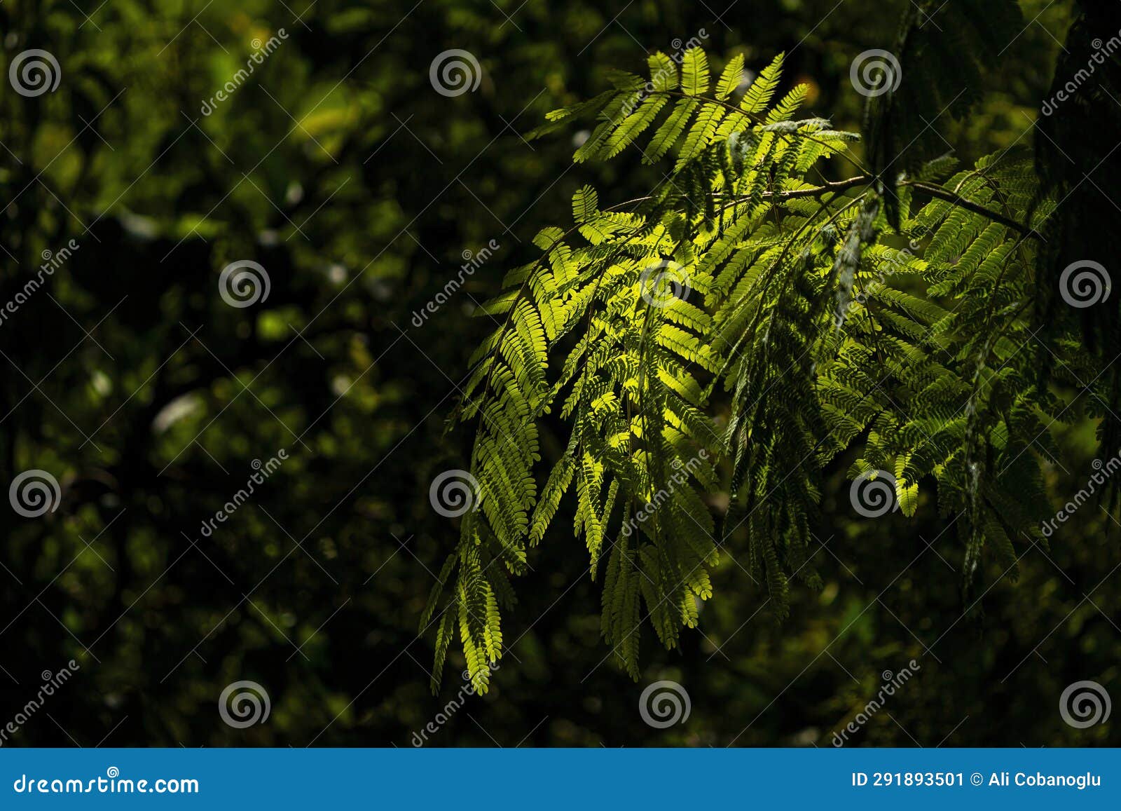 The Silhouette of Leaves with the Light of Dawn Behind Them. Perfect ...
