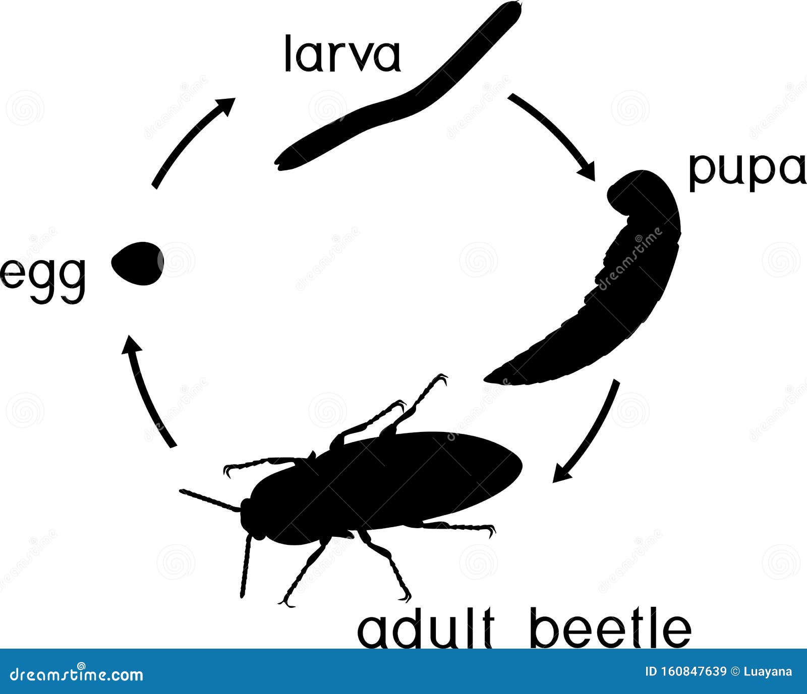 Pupa Of Click Beetle Cartoon Vector | CartoonDealer.com #160847681