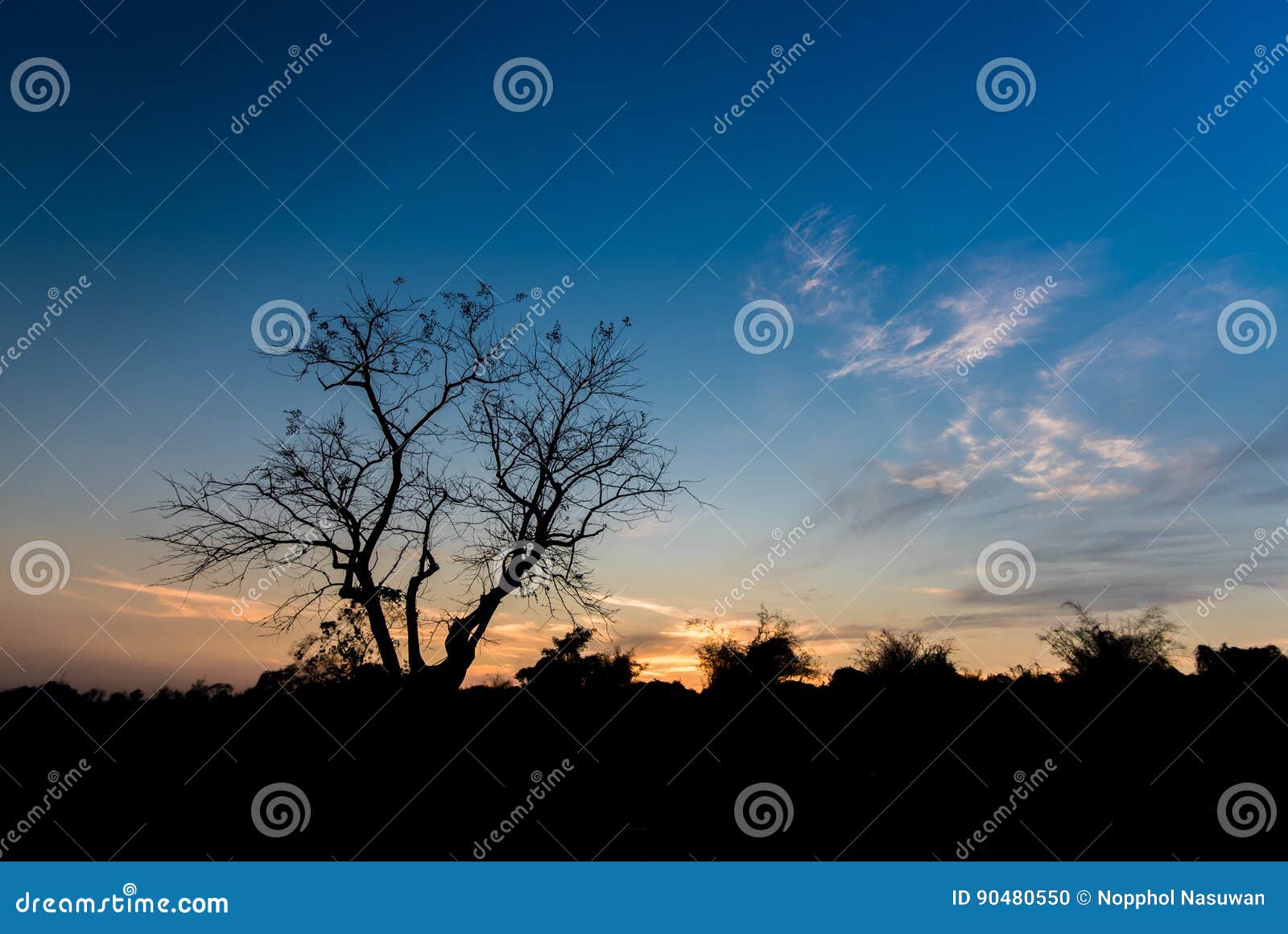 Silhouette light trees stock photo. Image of alone, sporadically - 90480550