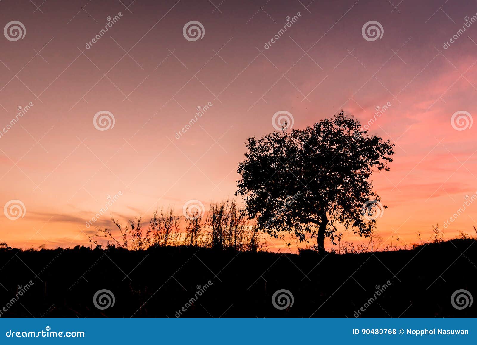 Silhouette light trees stock photo. Image of silhouette - 90480768