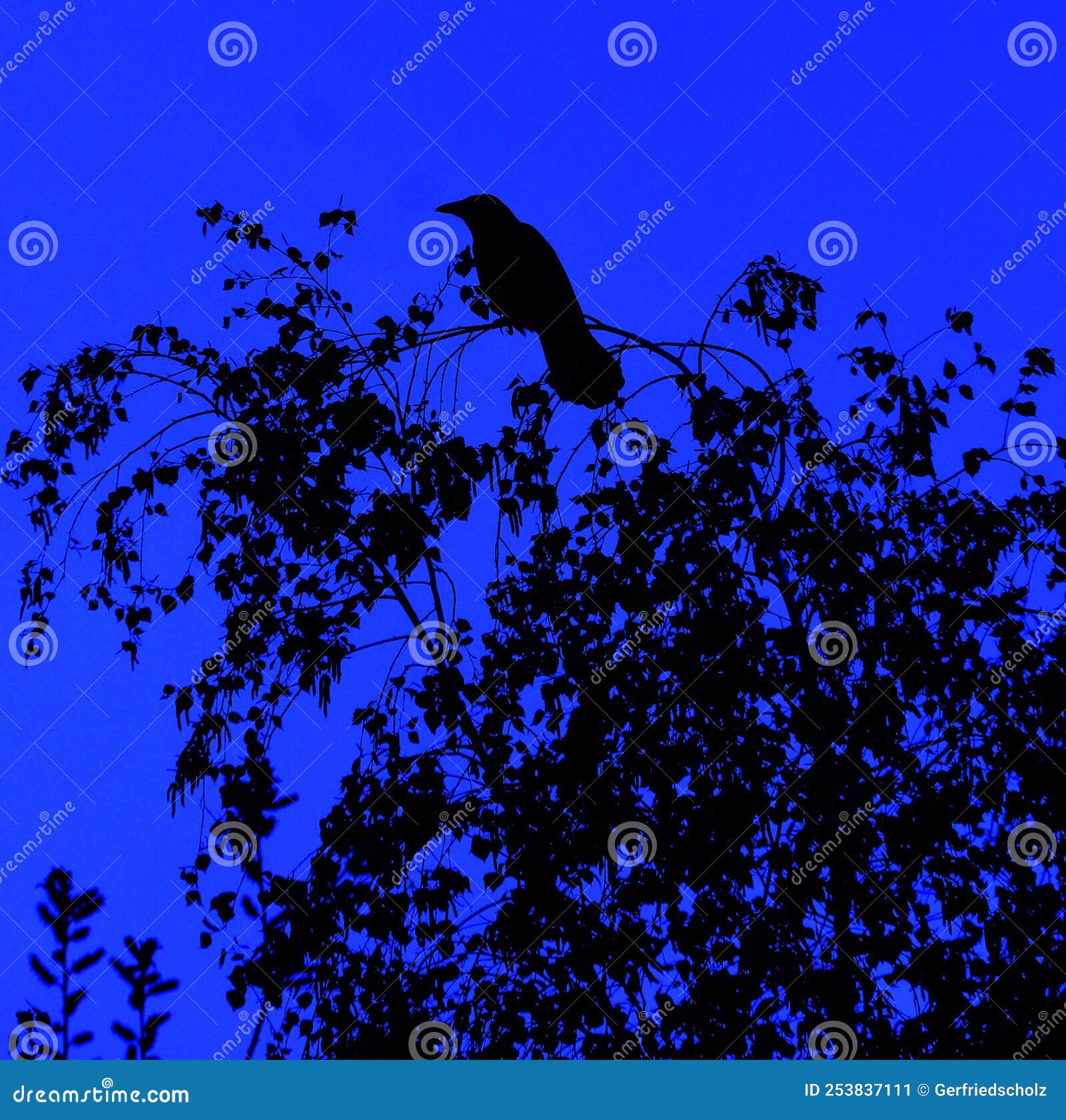 Silhouette-like in Dark Blue Background Perched Crow, on the Top ...