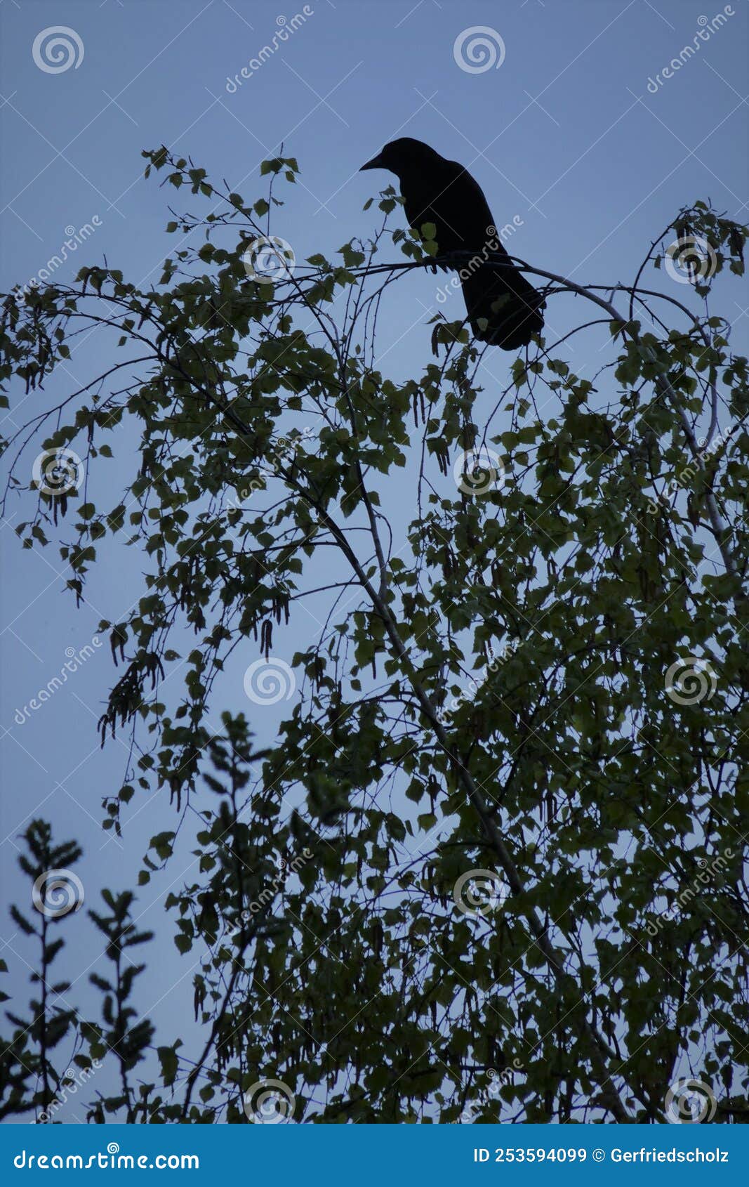 Silhouette-like Perched Crow, on the Top Branches of a Birch Tree, Blue ...
