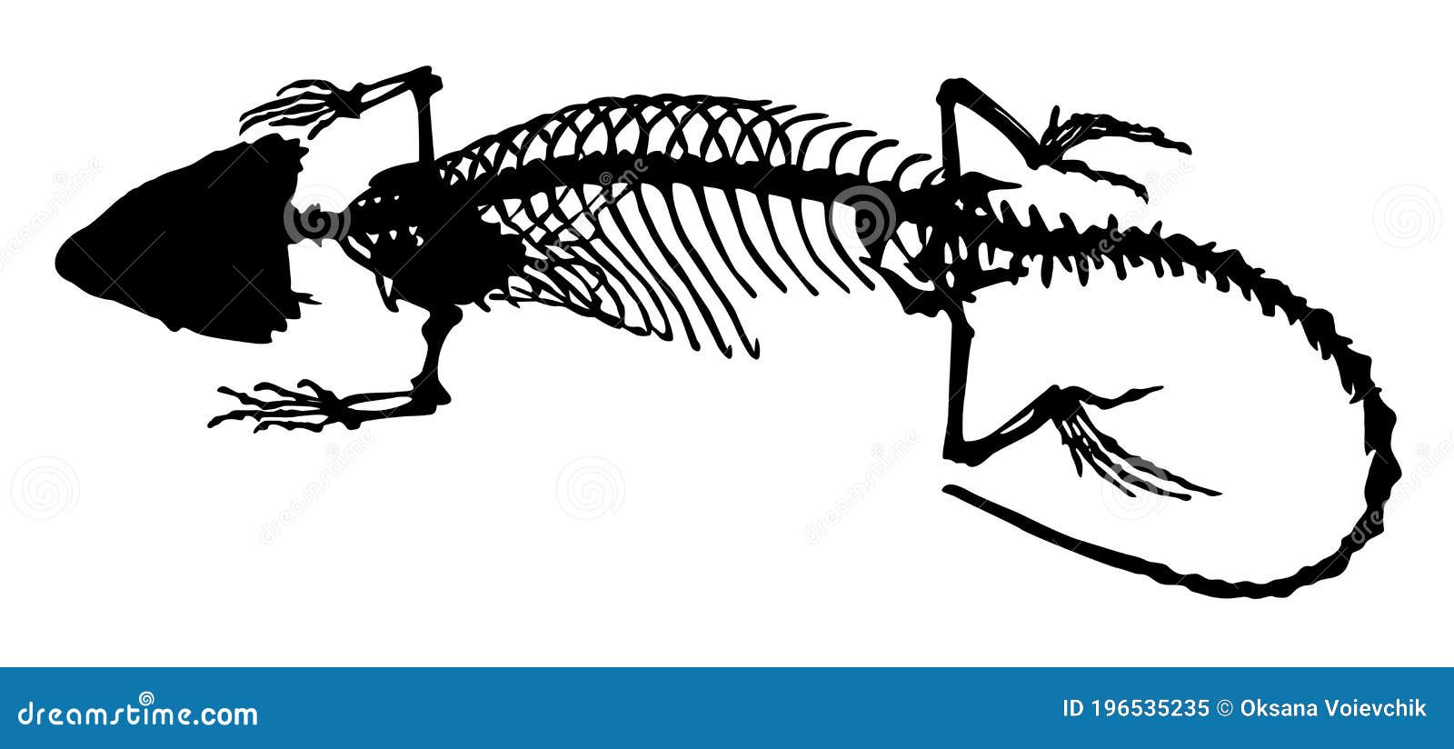 Silhouette of a Lizard Skeleton Lizard Skeleton Stock Vector ...