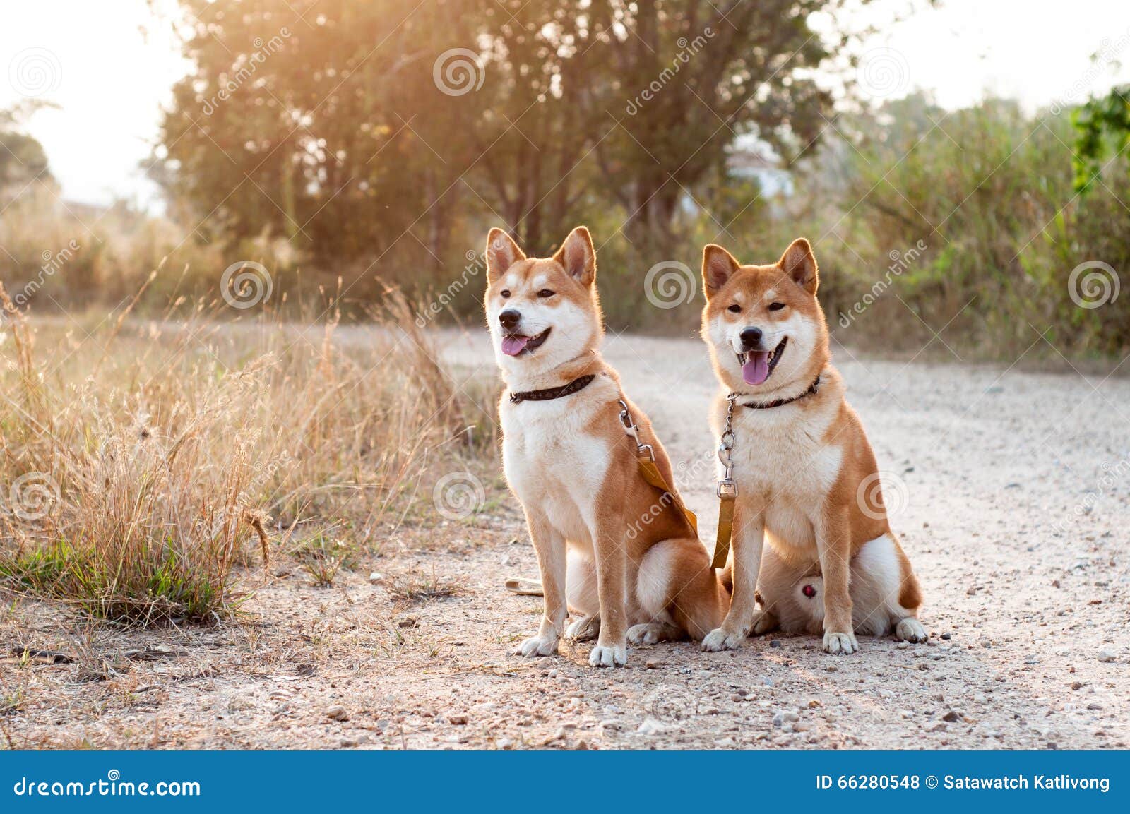 Silhouette Loving Dog Couple Stock Photo - Image of liking, warmth ...