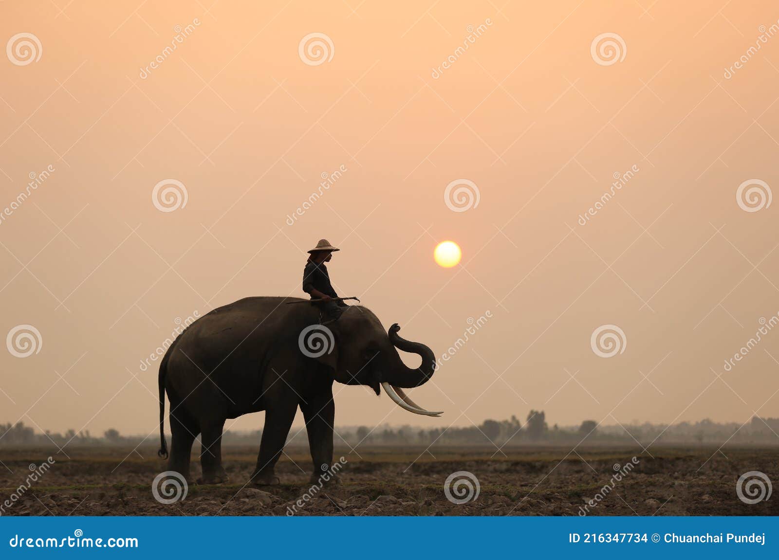 The Silhouette of Mahout Riding Elephant in the Forest Stock Photo ...