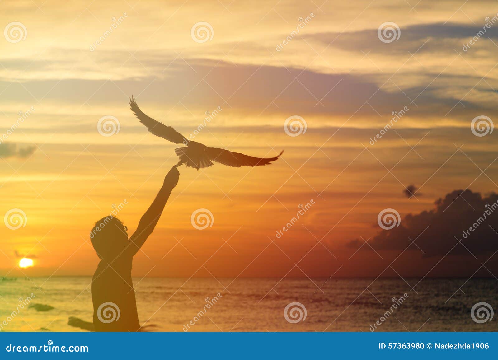 Silhouette of Man Feeding Seagull at Sunset Stock Photo - Image of dusk ...