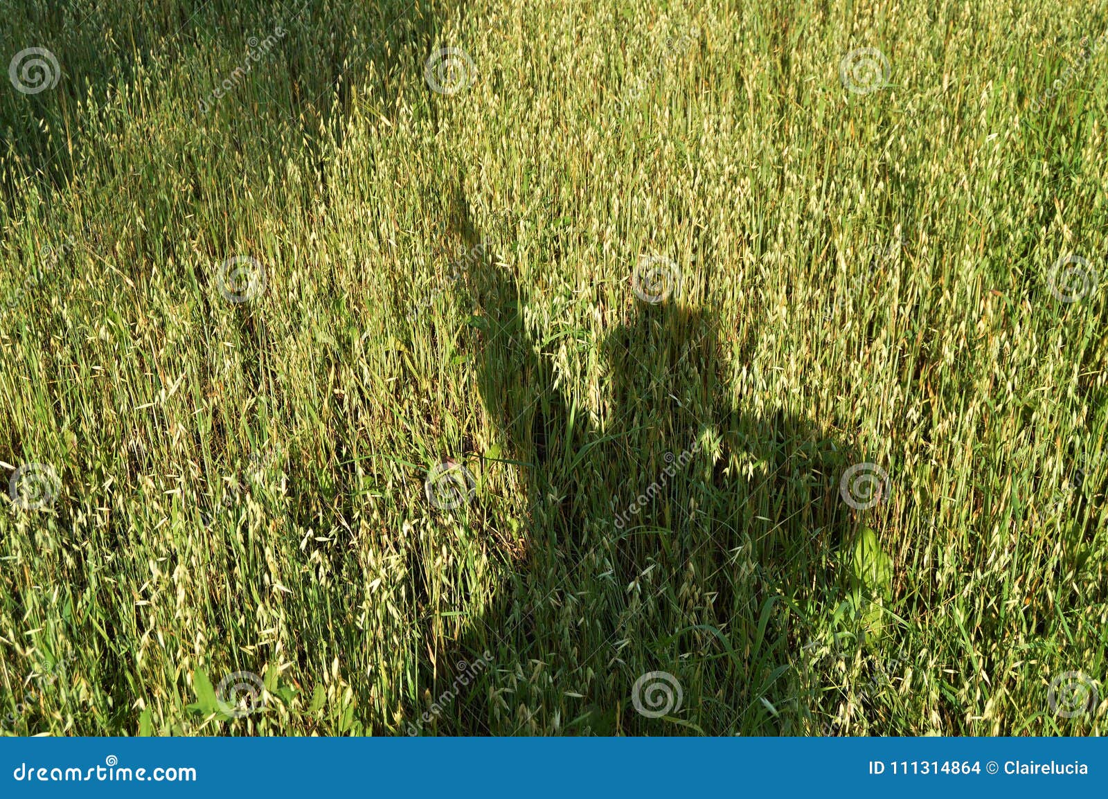 Silhouette of a Man, the Shadow on the Grass, a Field of Wheat Stock ...