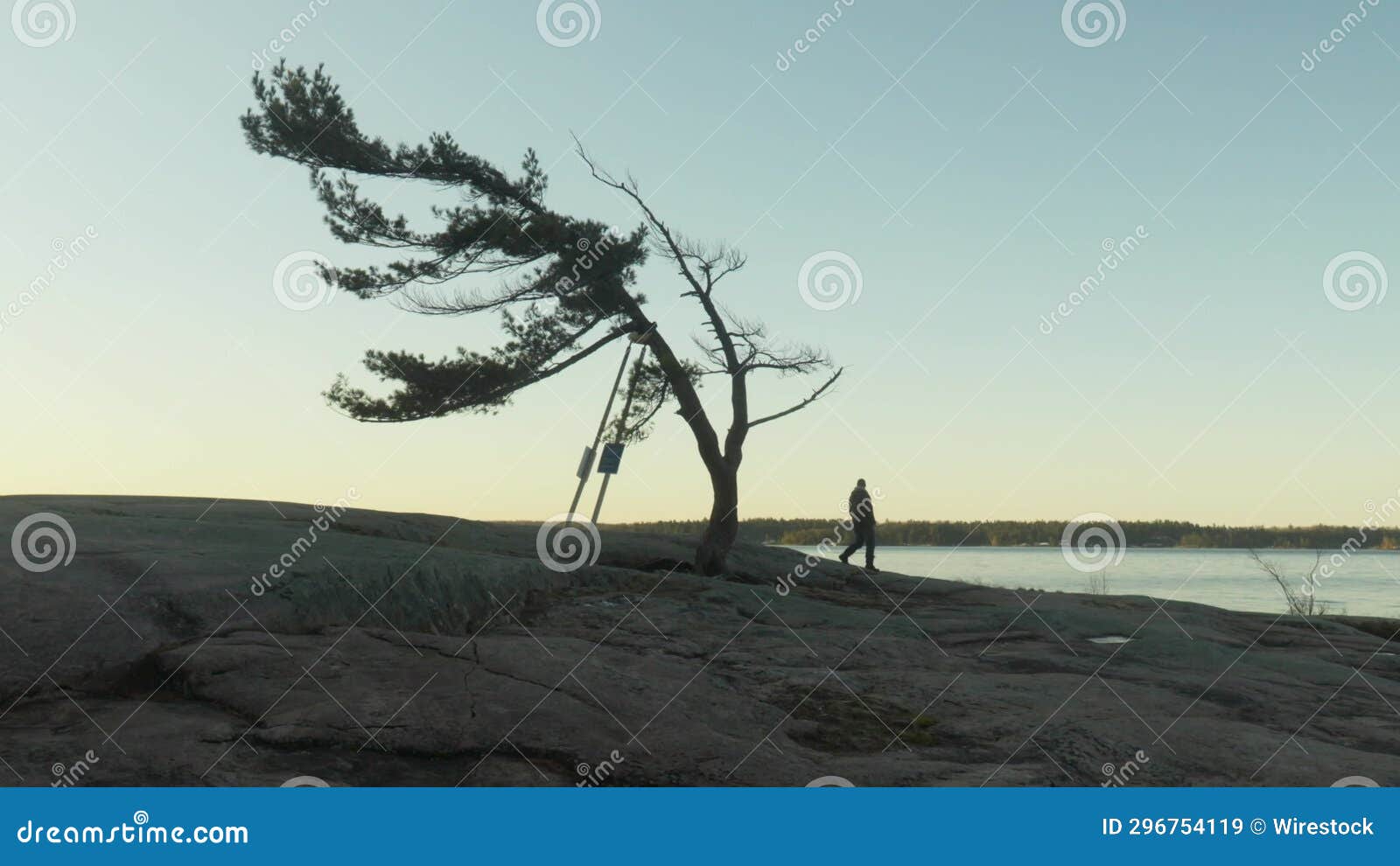 Silhouette of a Man Walking by Tree To the Lake at Sunset Stock Video ...