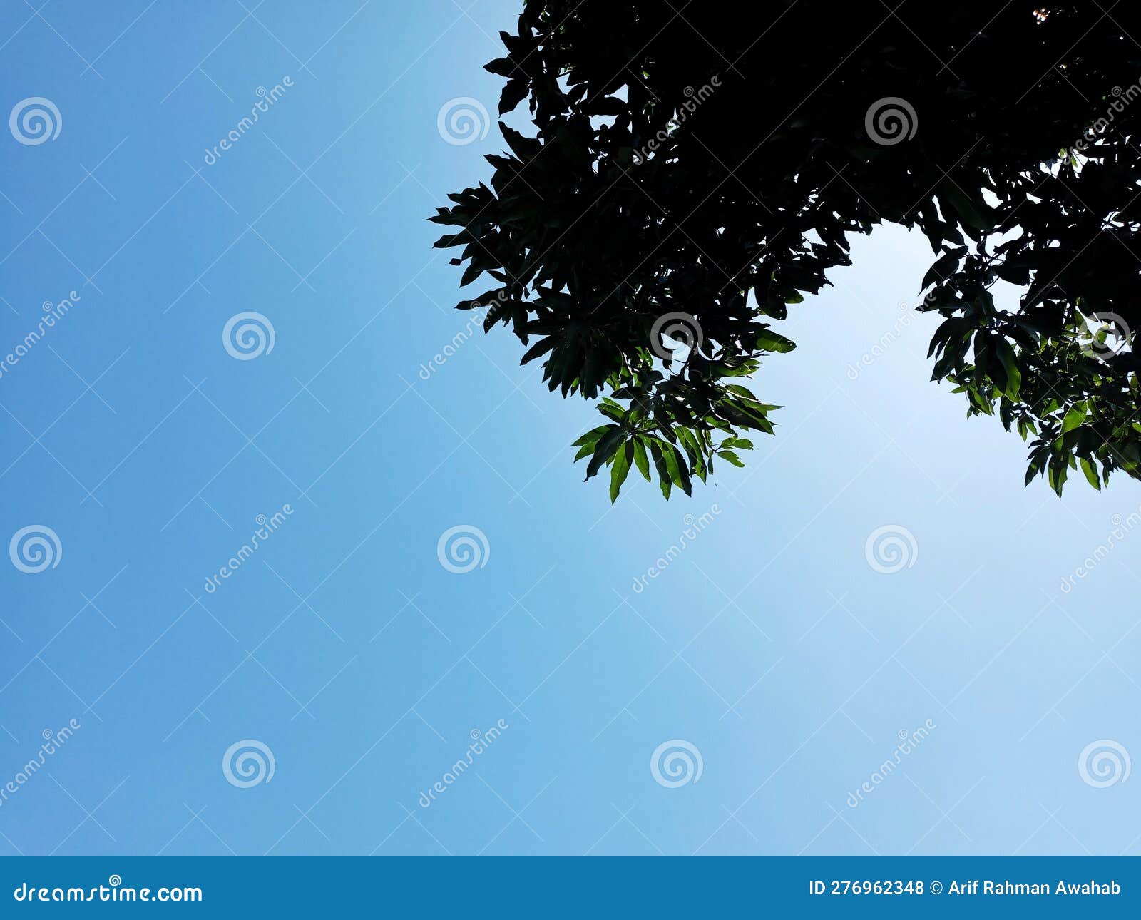 Silhouette of Mango Tree with Blue Sky Background Stock Photo - Image ...
