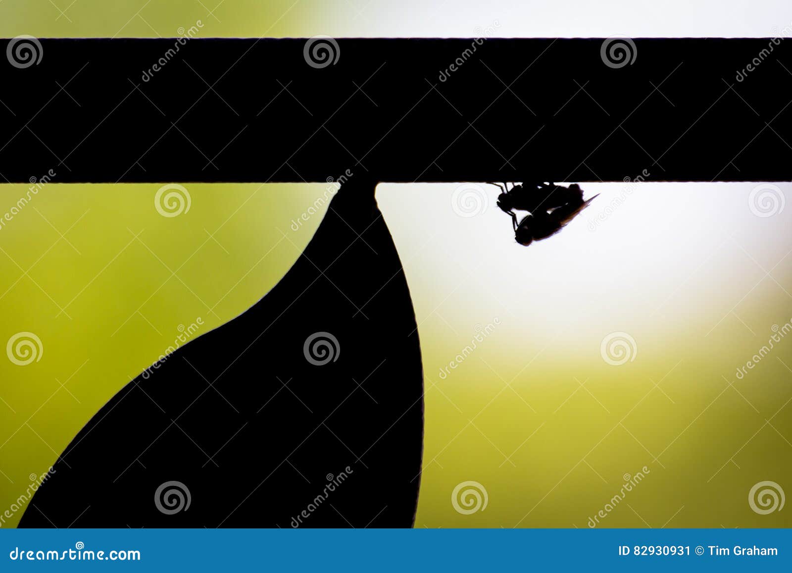 Silhouette Flies Inside The Traps Of Carnivorous Dionea Stock ...