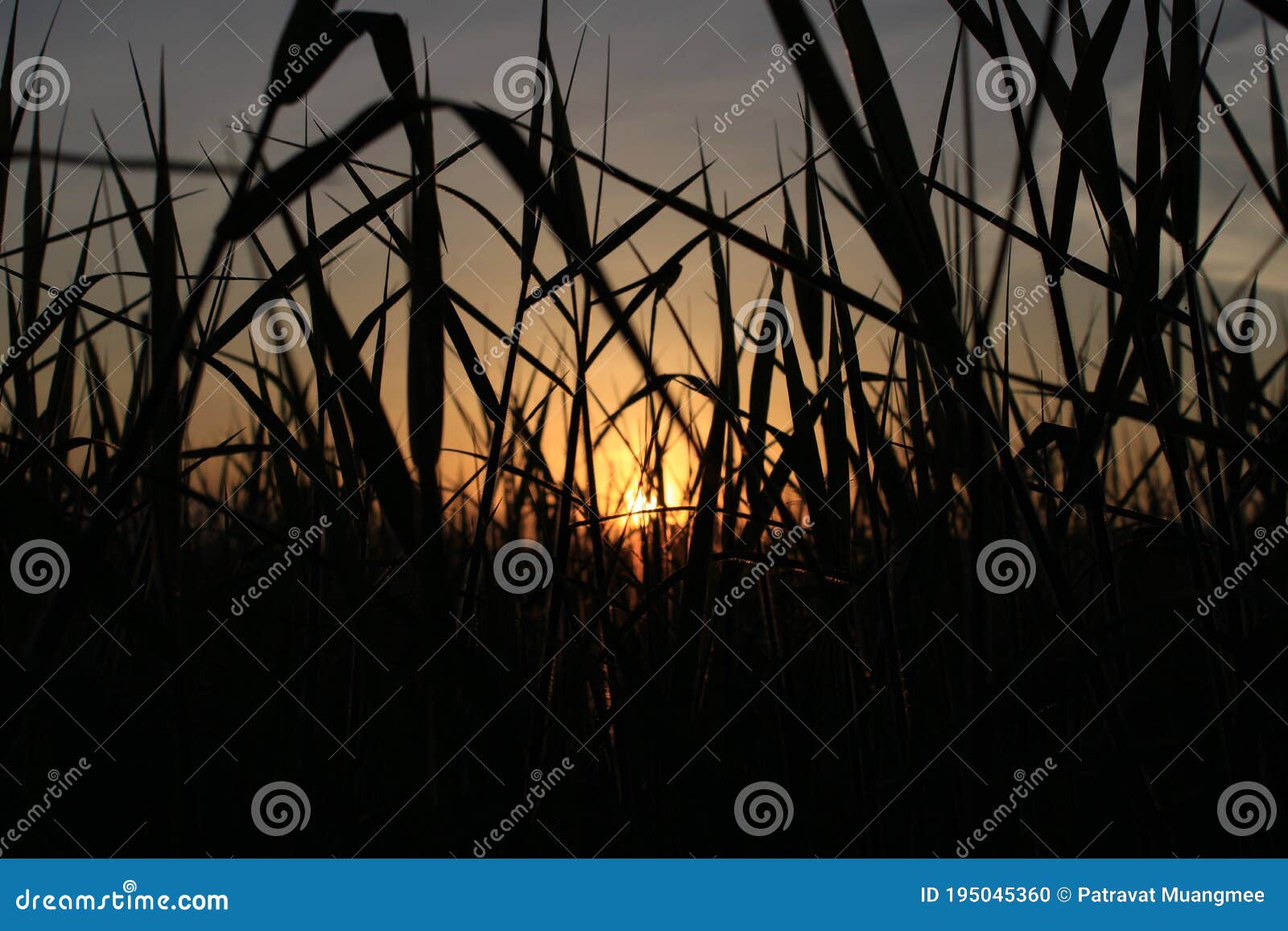 Silhouette of Meadow in the Evening. Stock Photo - Image of evening ...