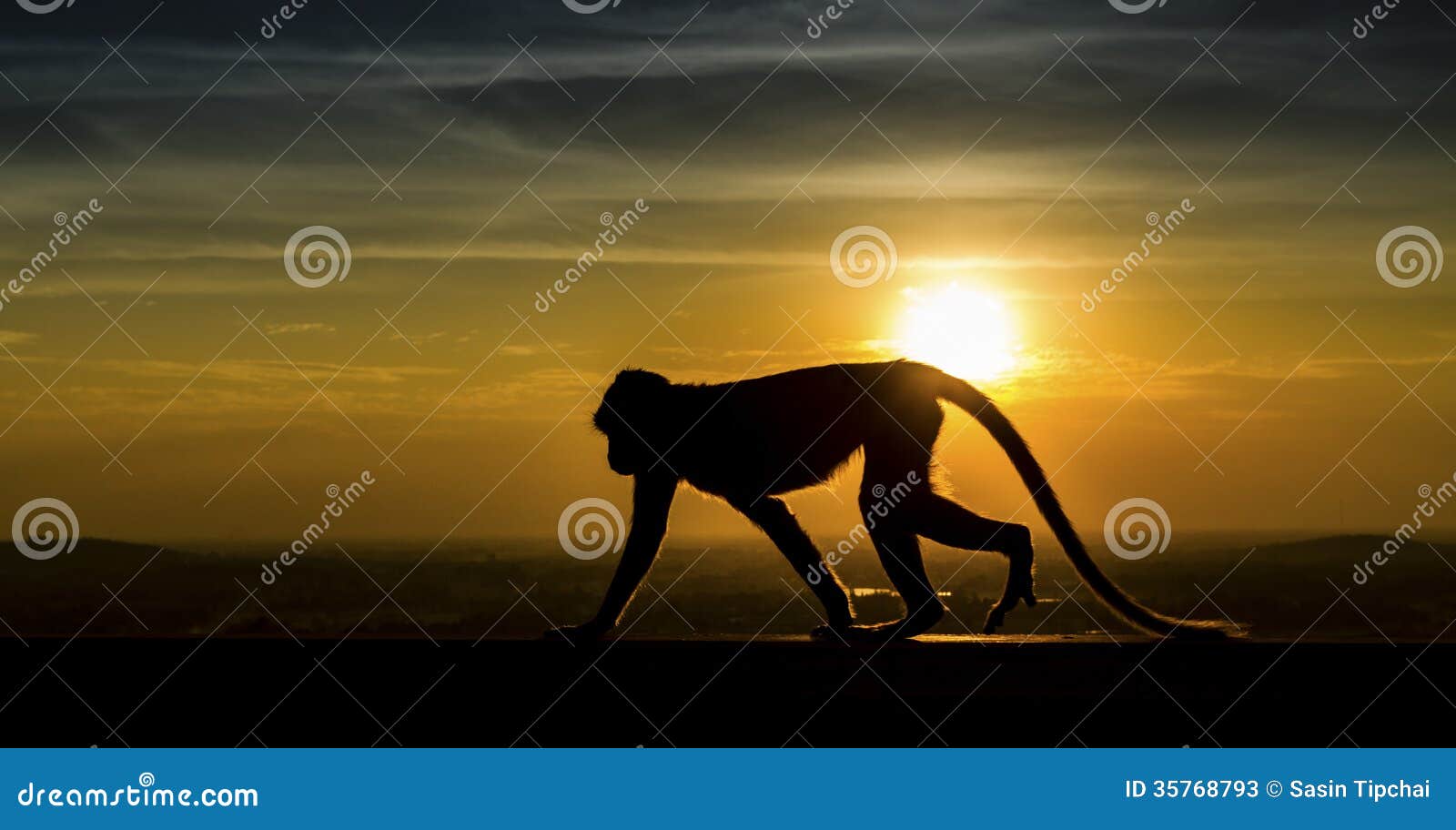 Silhouette of Monkey in Sunset Stock Image - Image of sunset, safari ...