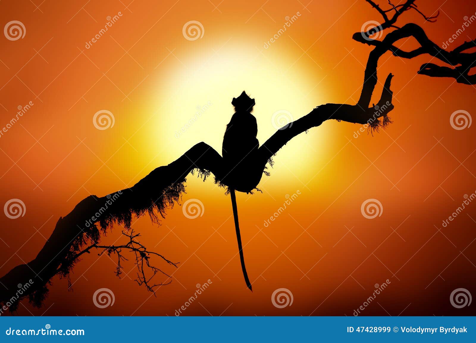 Silhouette of a Monkey in Sunset Stock Image - Image of hair, magot ...