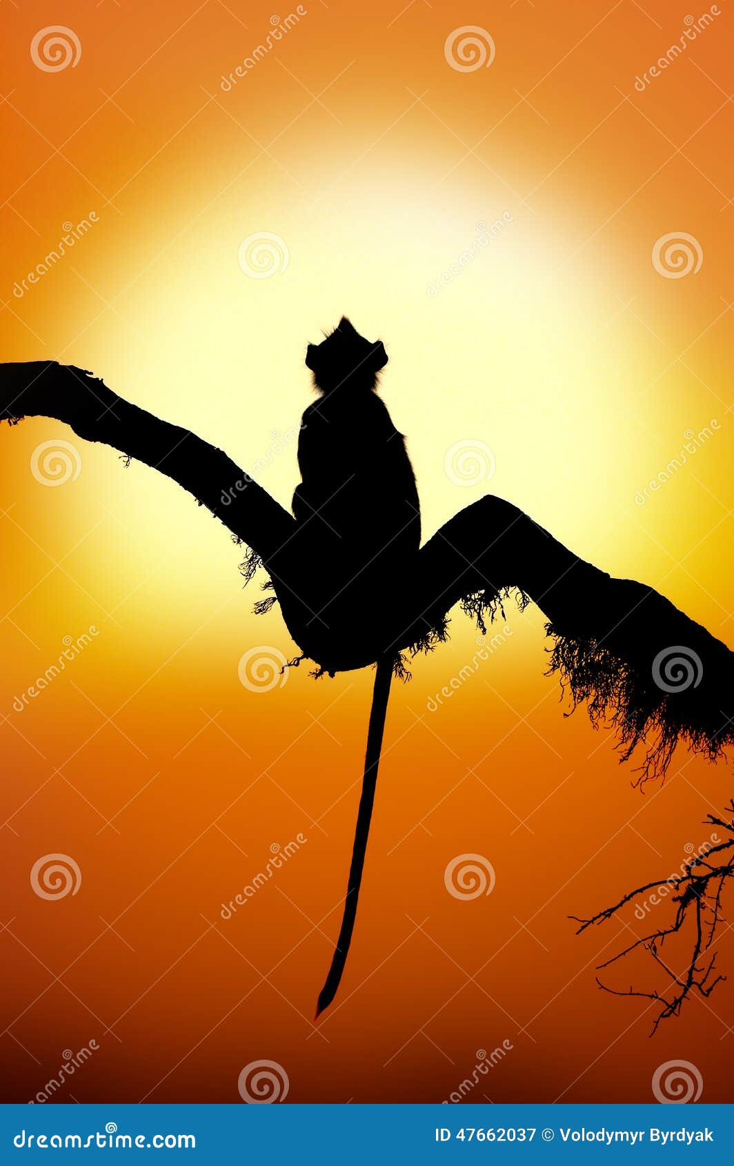 Silhouette of a Monkey in Sunset Stock Image - Image of bali, monkey ...
