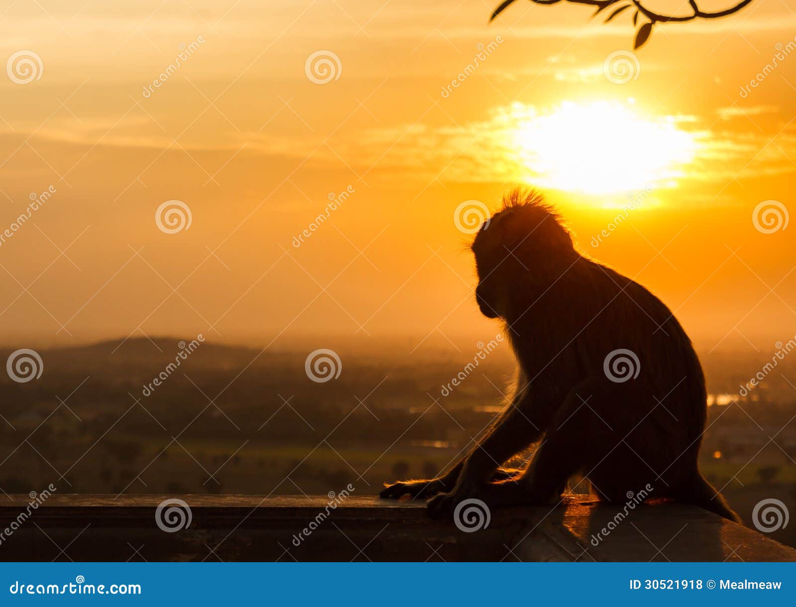 Silhouette of a Monkey in Sunset Stock Photo - Image of baby, mammal ...