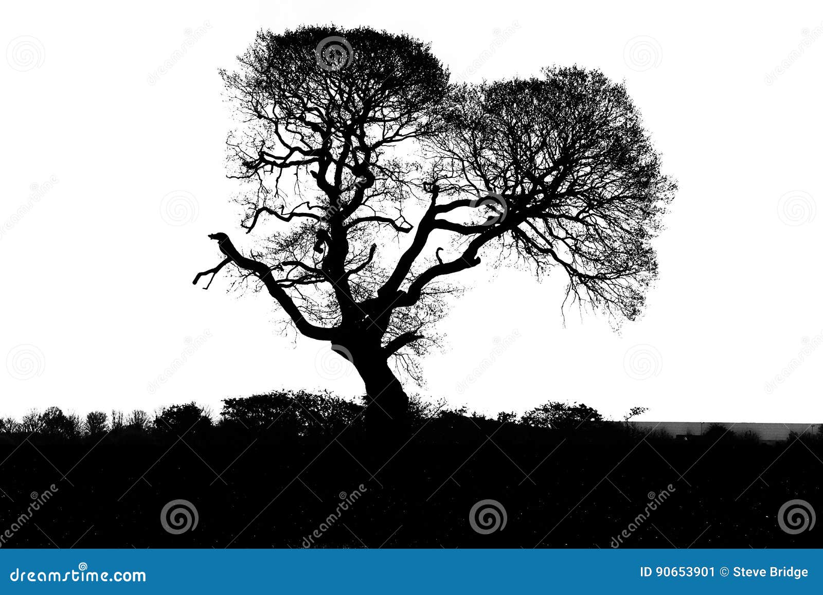 Silhouette of oak tree stock image. Image of cartoon - 90653901