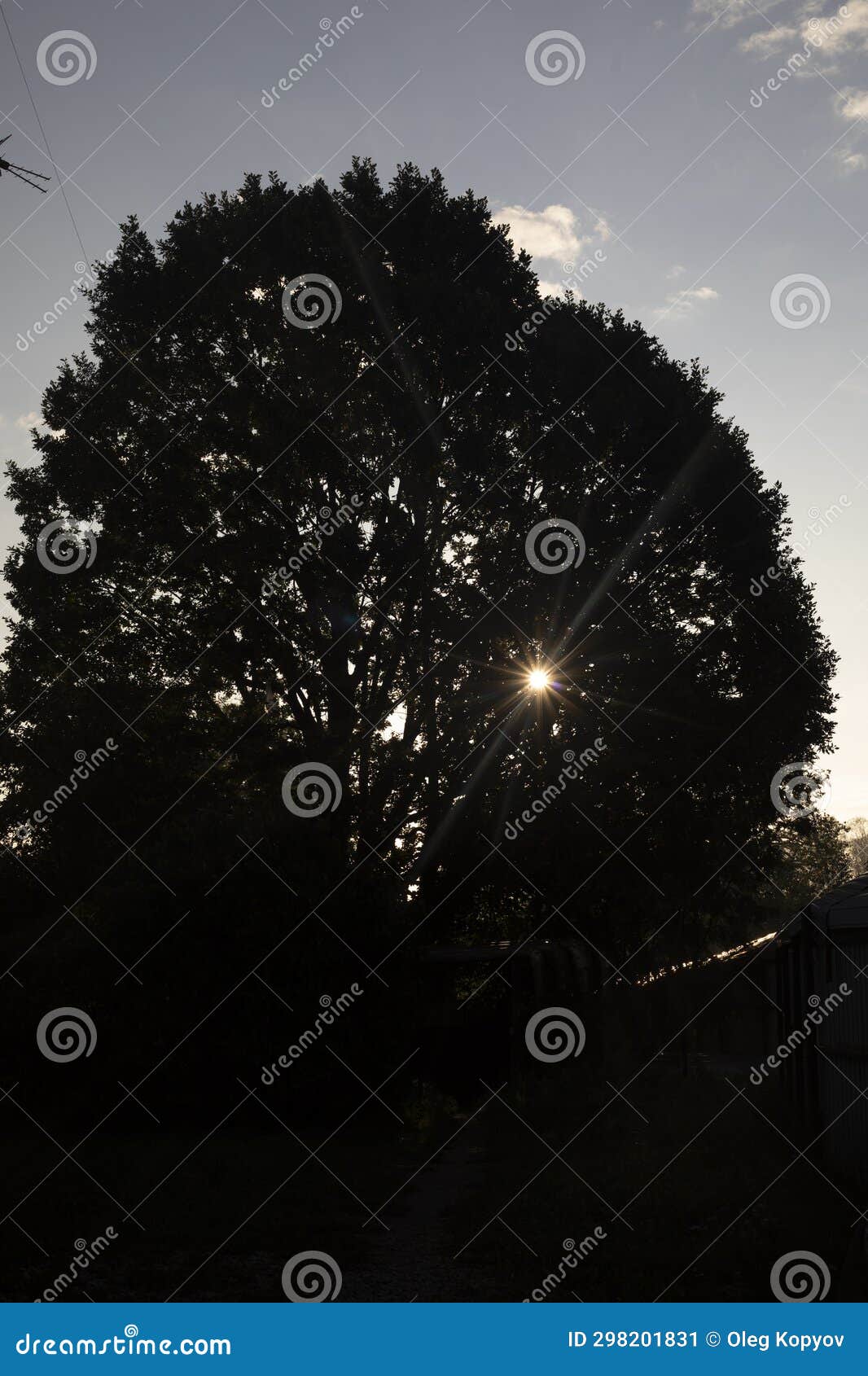 Silhouette of an Oak Tree. the Light of the Sun through the Tree Stock ...