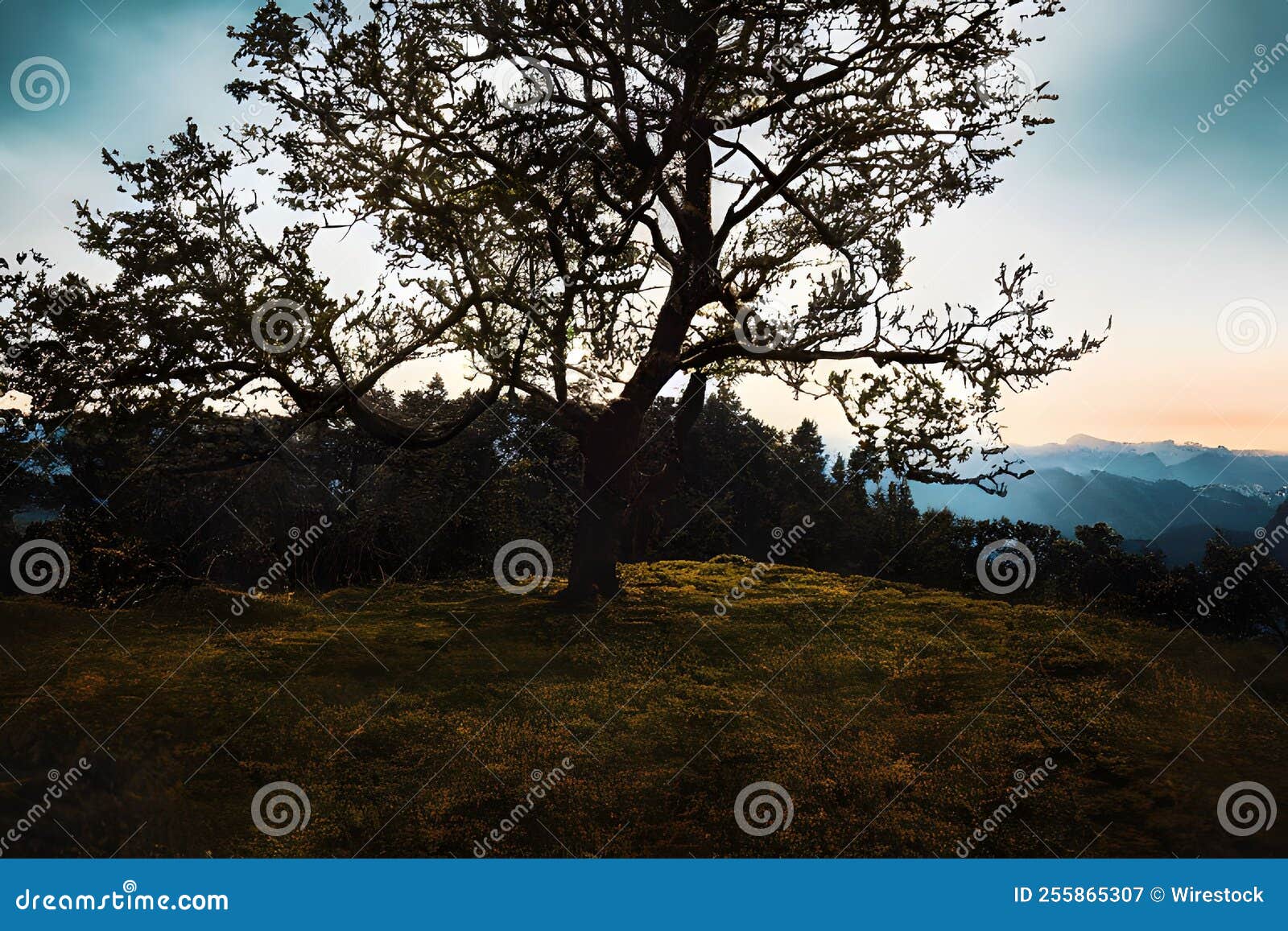 Silhouette of an Oak Tree during Sunset with Mountains in the ...