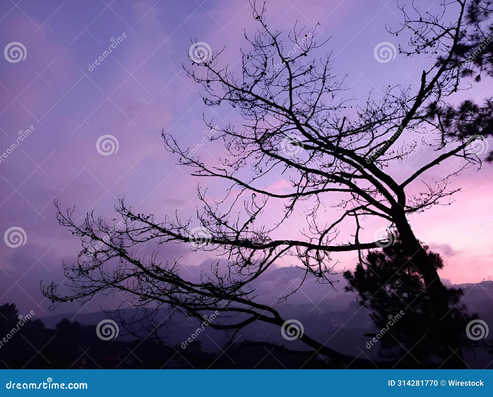 Silhouette of an Old Pine Tree at a Purple Sunset. Stock Photo - Image ...