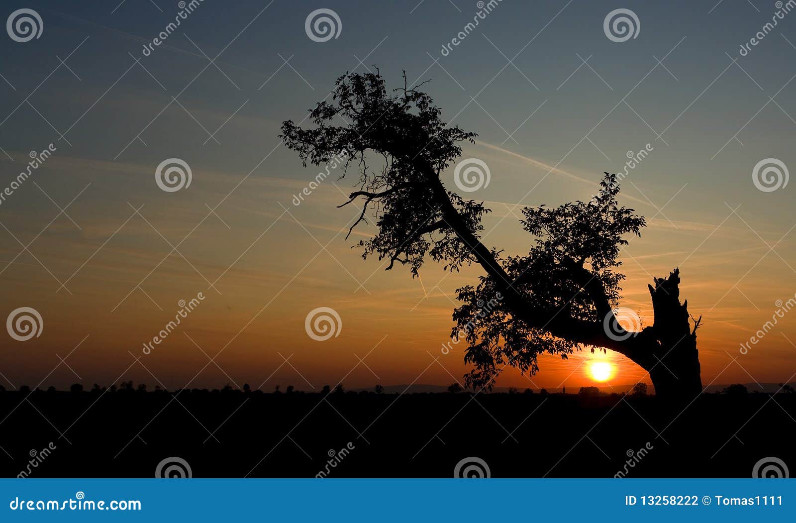 Silhouette of a old tree stock photo. Image of meadow - 13258222