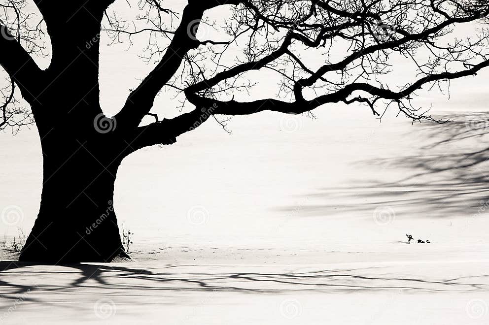 Silhouette of an old tree stock image. Image of beauty - 2899123