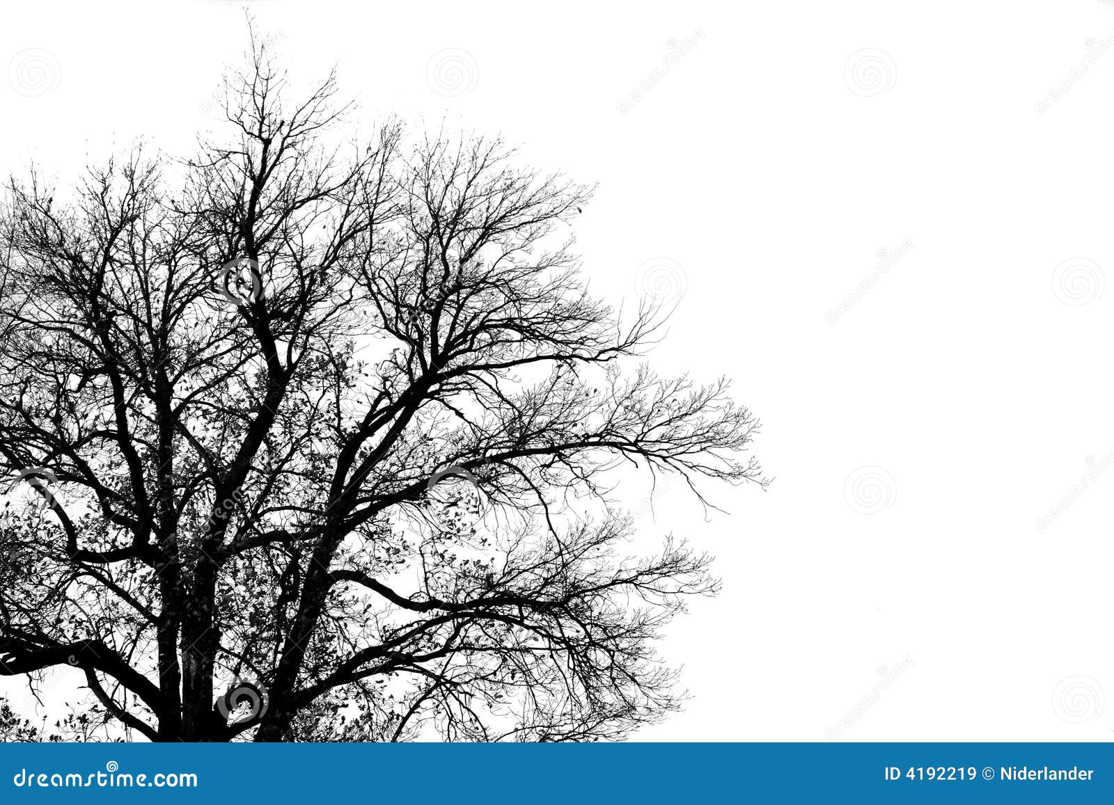 Silhouette of old tree stock image. Image of lonely, white - 4192219