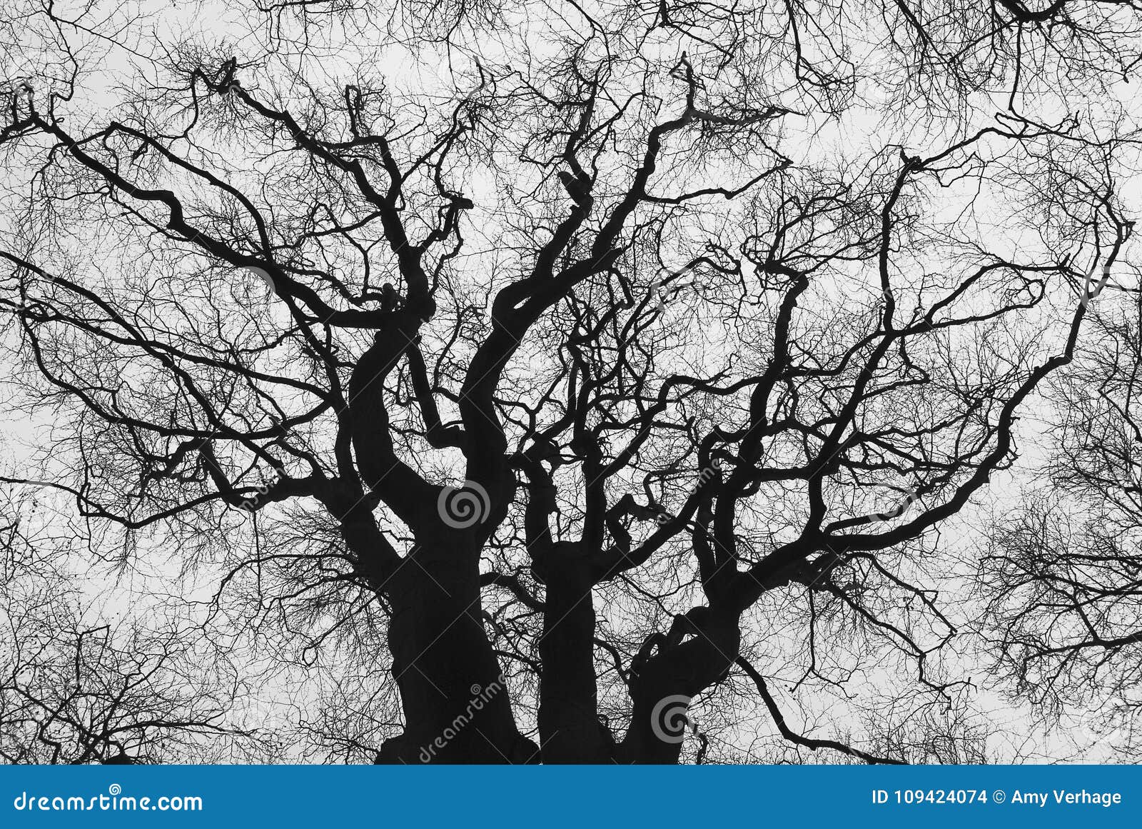 Silhouette of an old tree stock photo. Image of drawing - 109424074