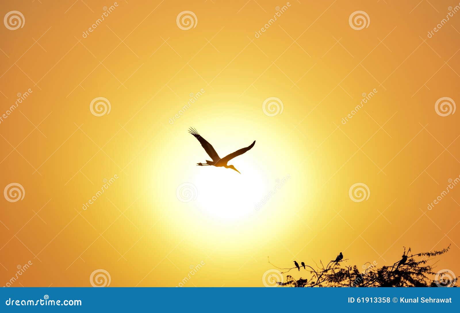 Silhouette of Painted Stork Flying Against the Setting Sun Stock Photo ...