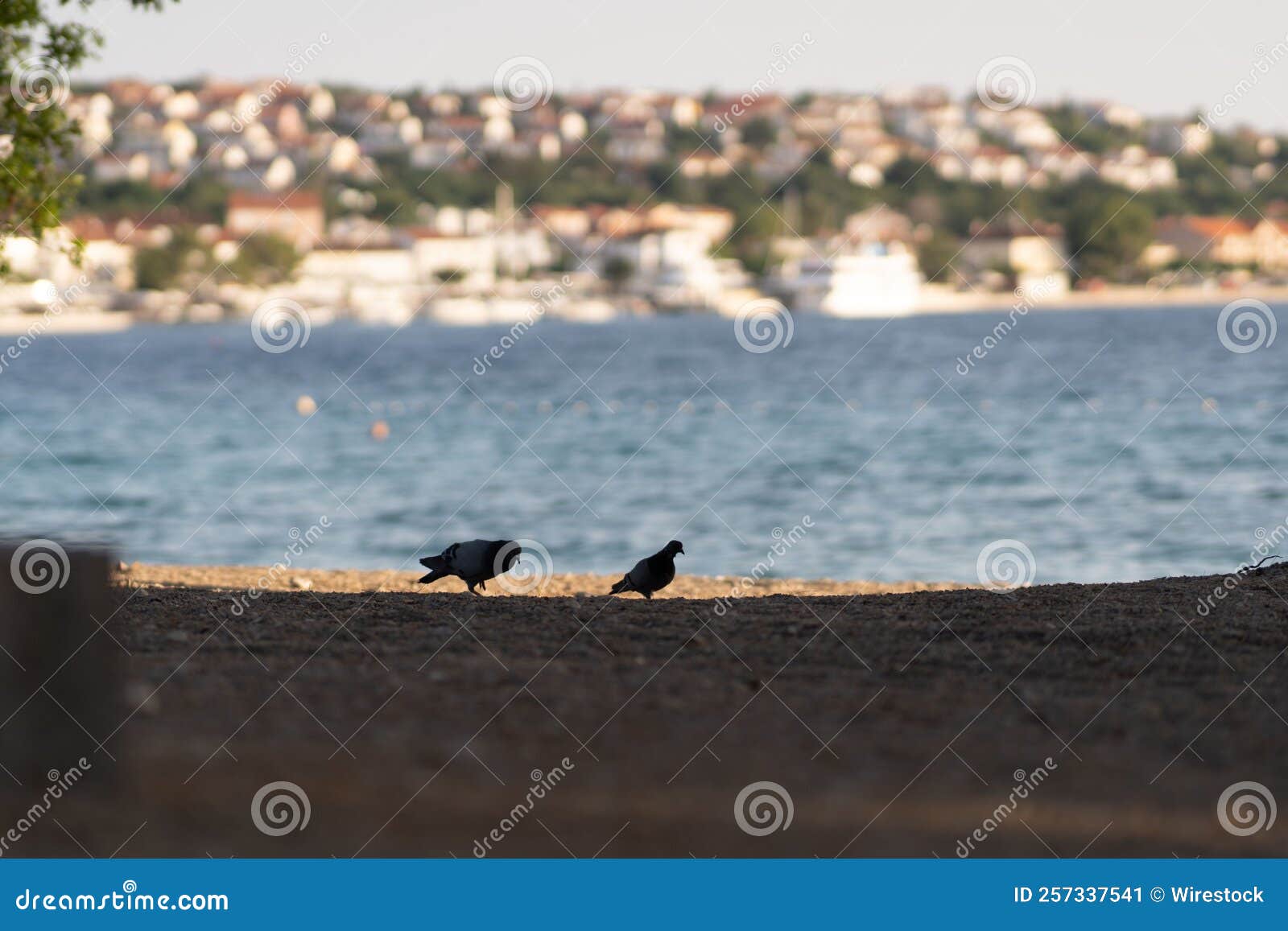 Pair Of Birds Posing In The Dry Branches Of A Bush, Behind The Birds ...