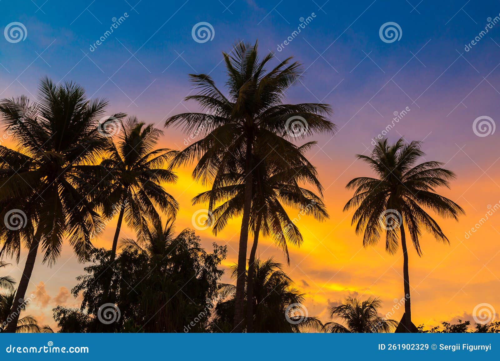 Silhouette palm at sunset stock image. Image of mexico - 261902329