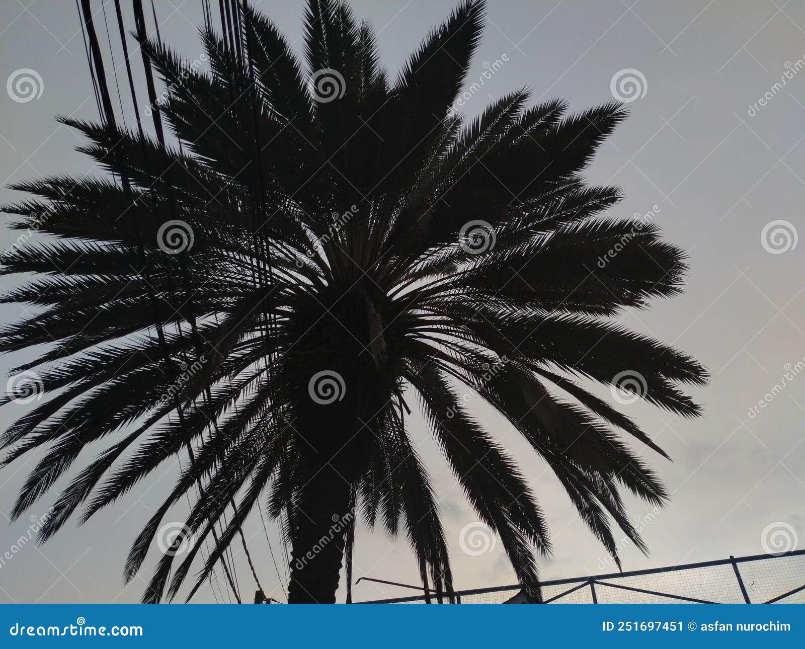 Silhouette of Palm Tree between Electricity Cable and Iron Construction ...