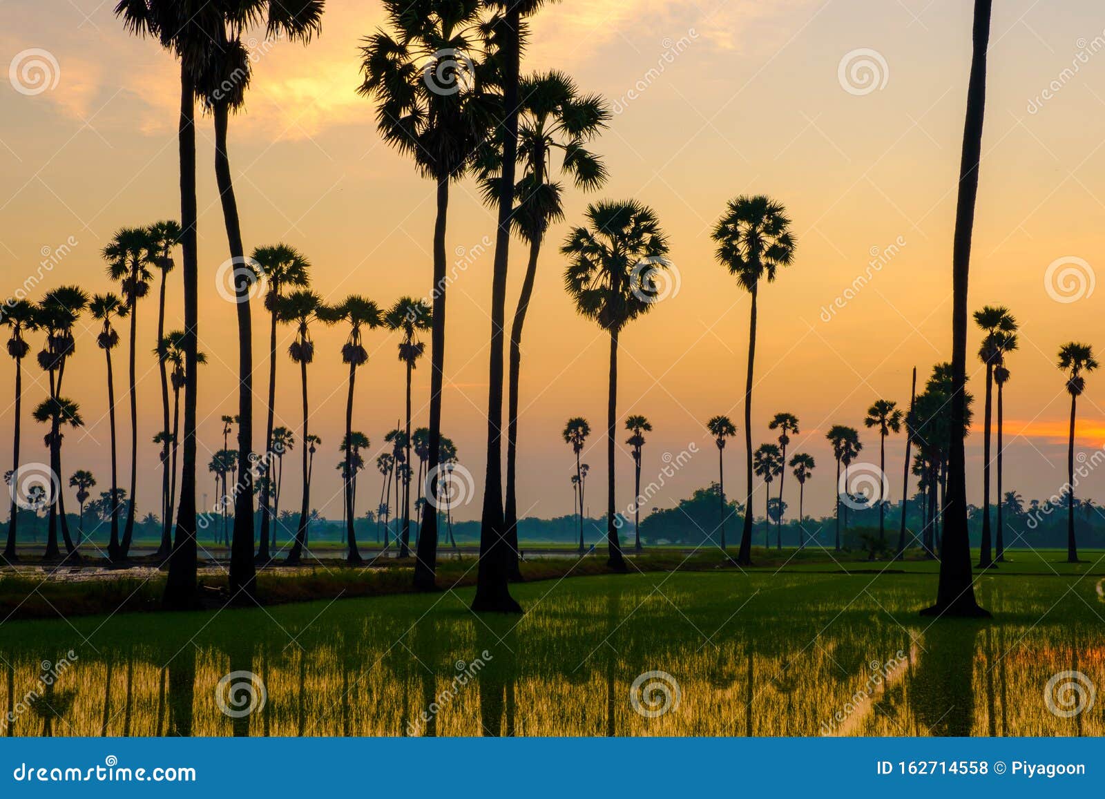Silhouette Palm Tree in the Morning Stock Photo - Image of dusk ...
